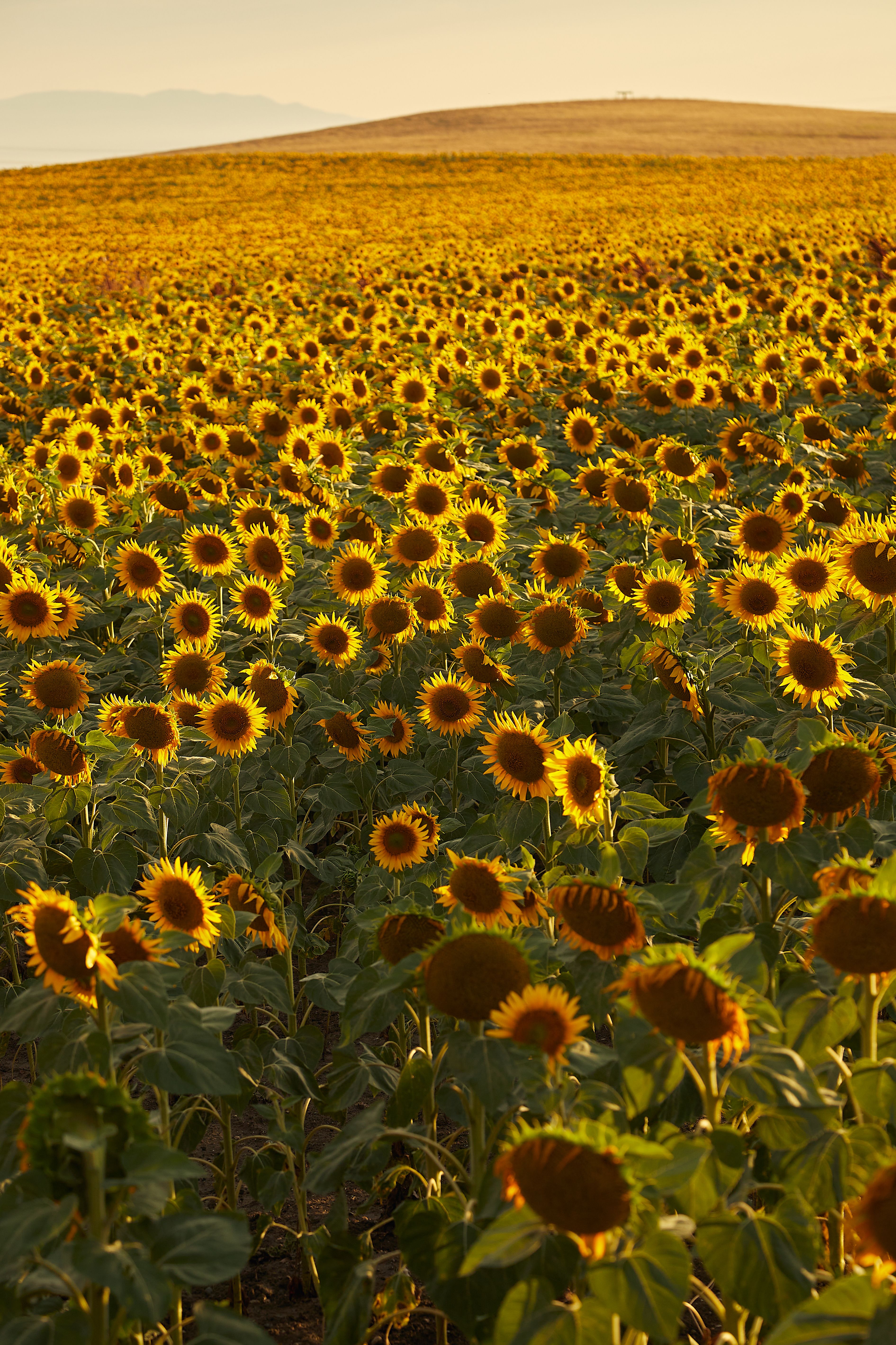 Vast Sunflower Field at Sunset in Turkey · Free Stock Photo