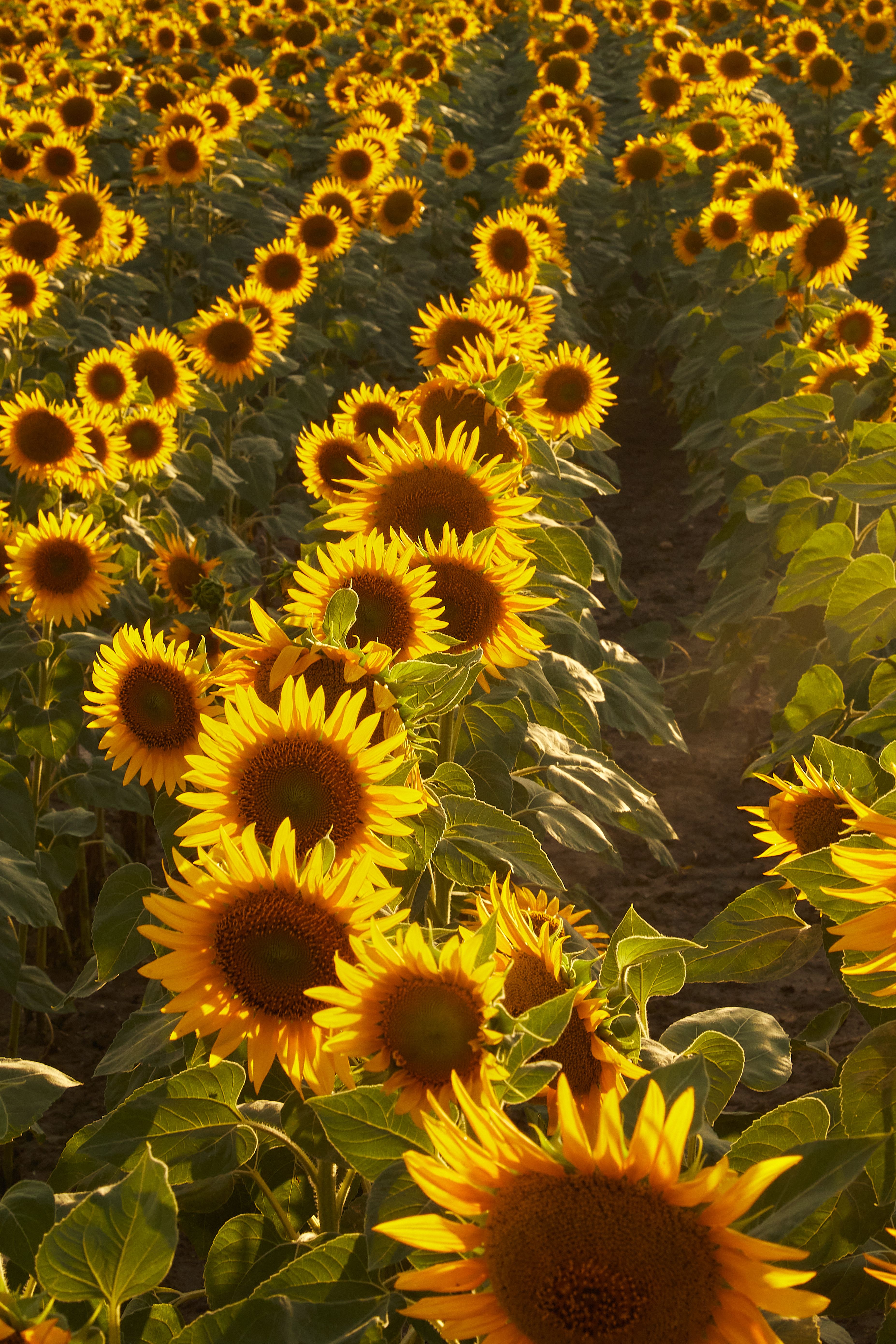 Golden Sunflowers in Bloom at Sunset · Free Stock Photo