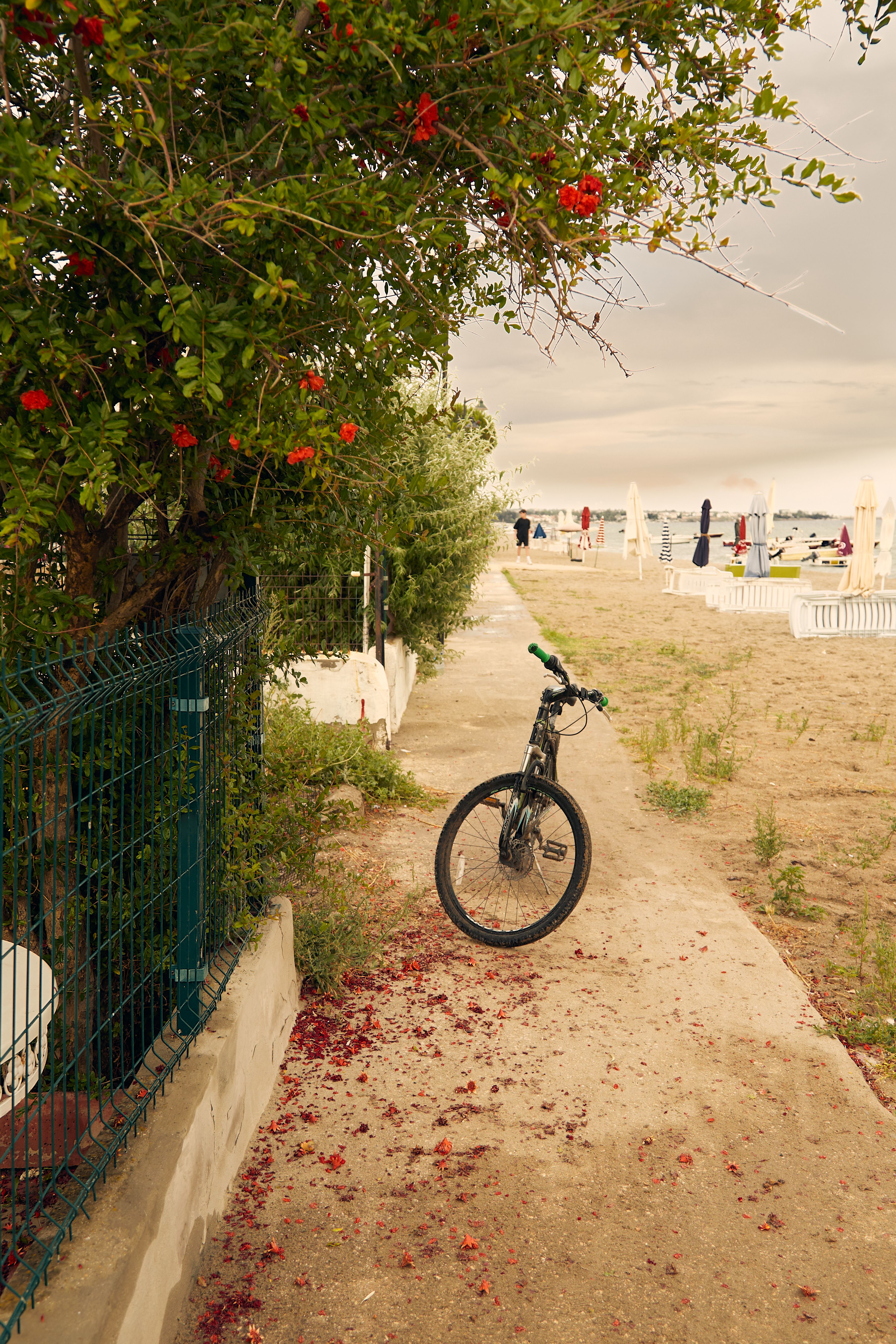 Bicycle Leaning by Seaside Path with Red Flowers · Free Stock Photo