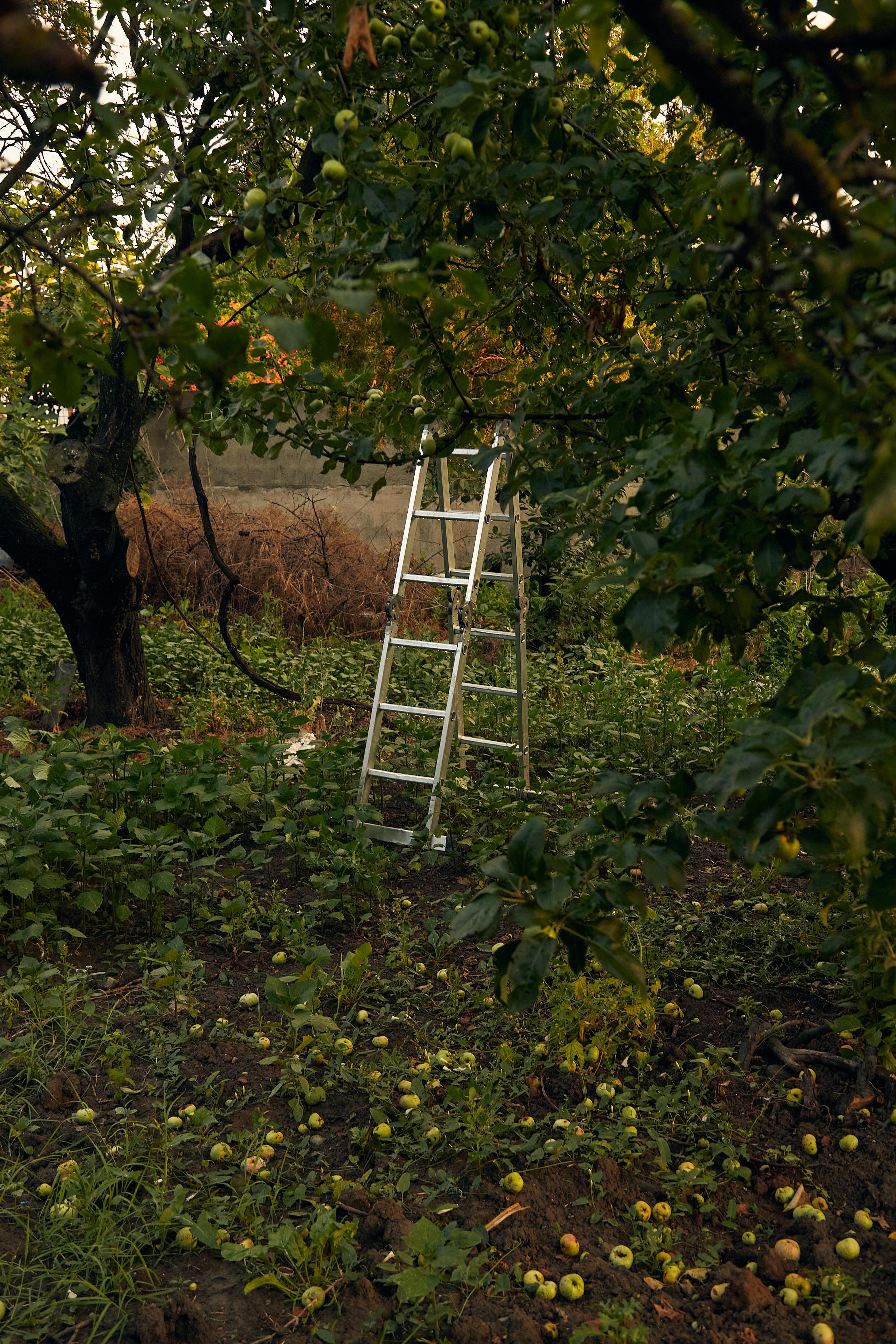 Rustic Apple Orchard with Ladder · Free Stock Photo