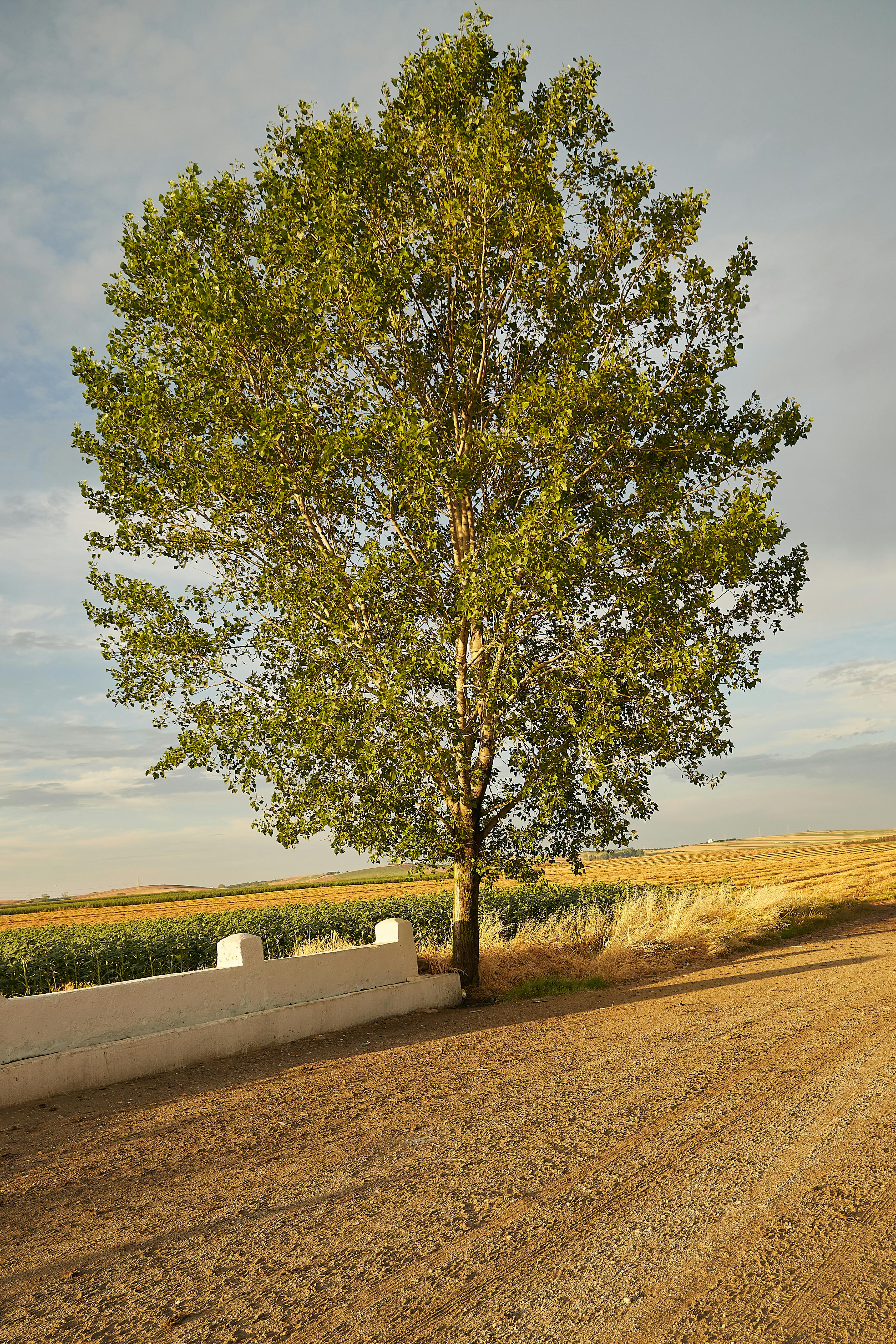 Treee Photos, Download The BEST Free Treee Stock Photos & HD Images