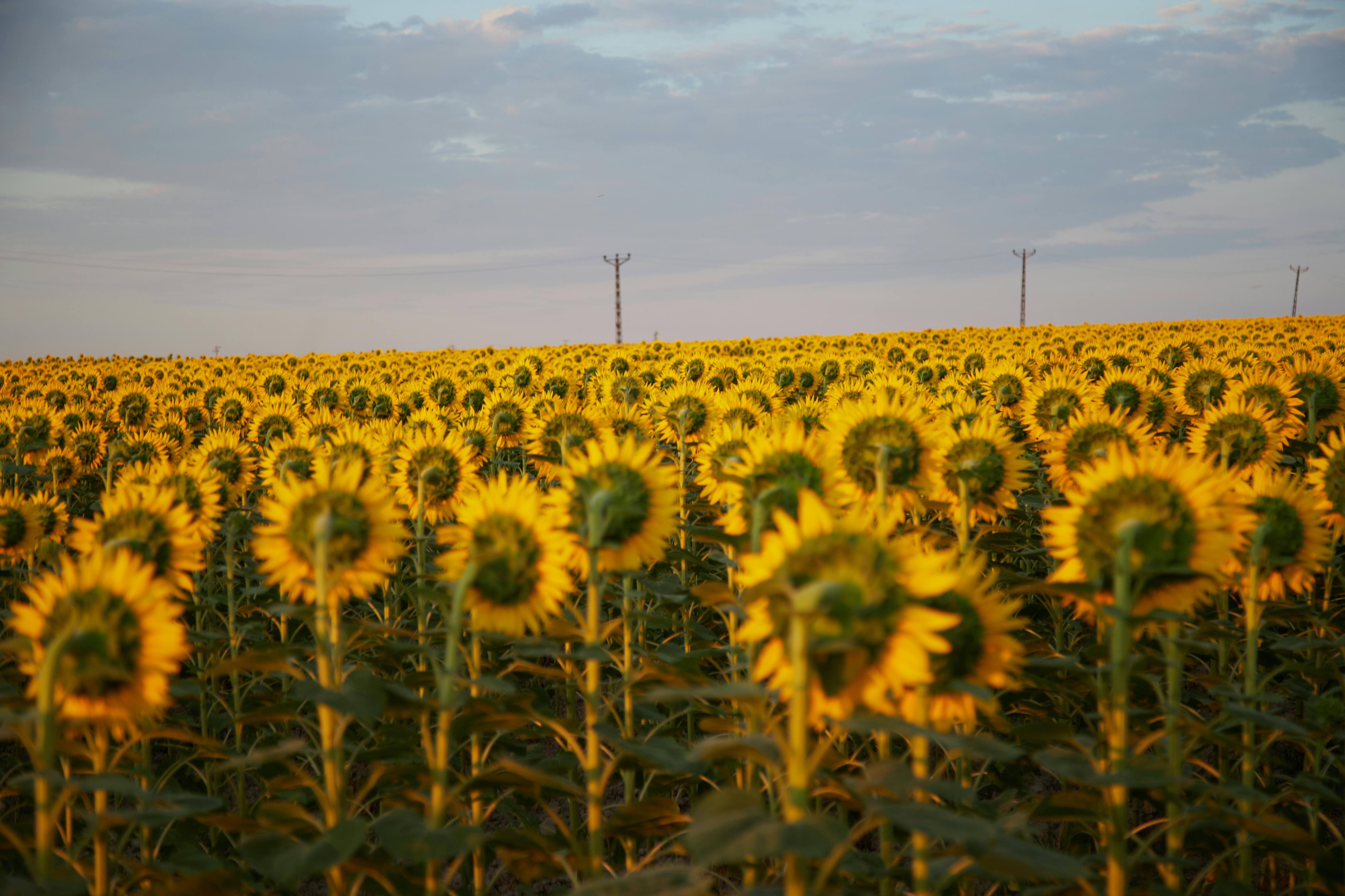 Kurdish Sun Flower Photos, Download The BEST Free Kurdish Sun Flower ...