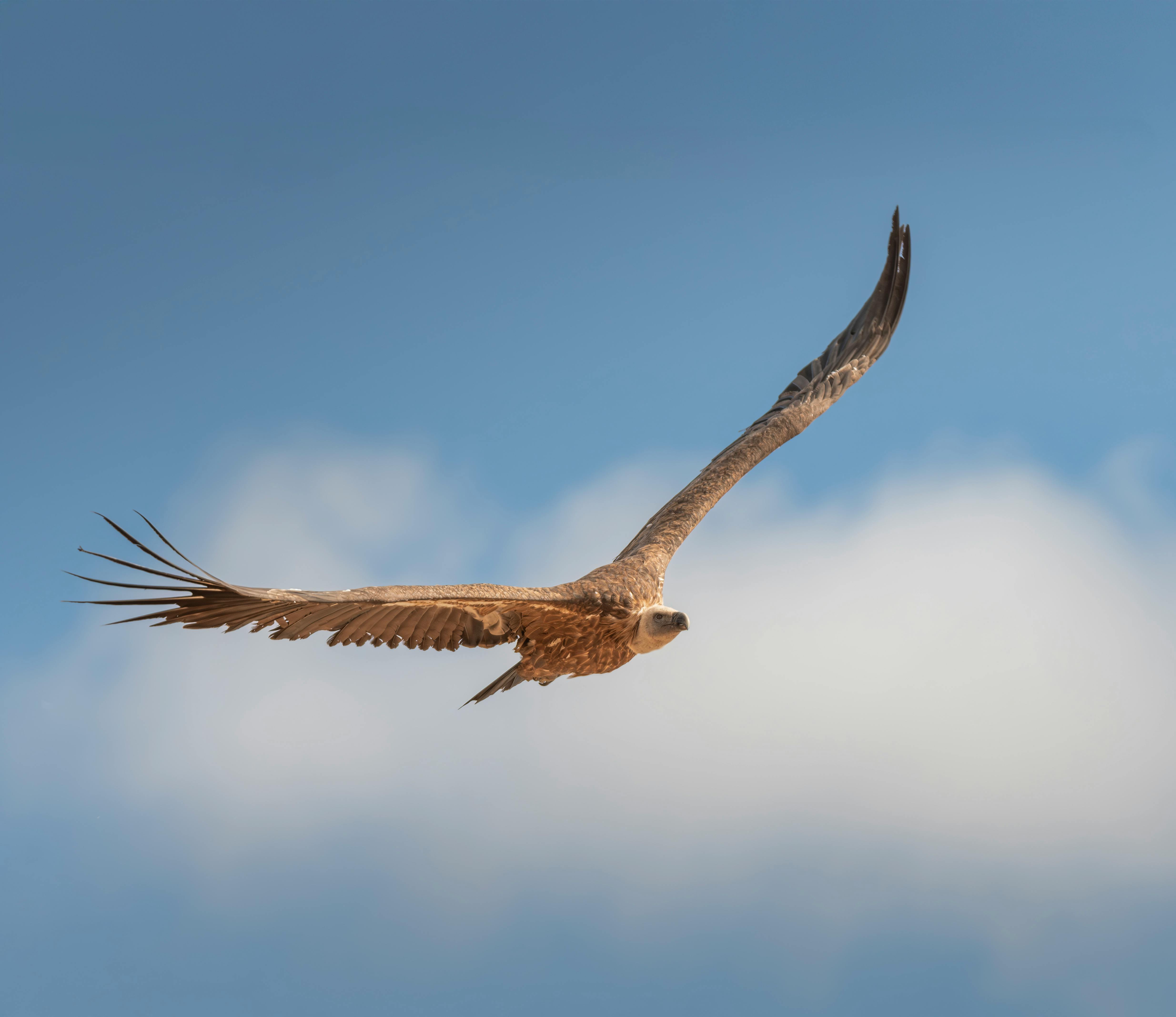 Majestic Vulture Soaring in Clear Blue Sky · Free Stock Photo