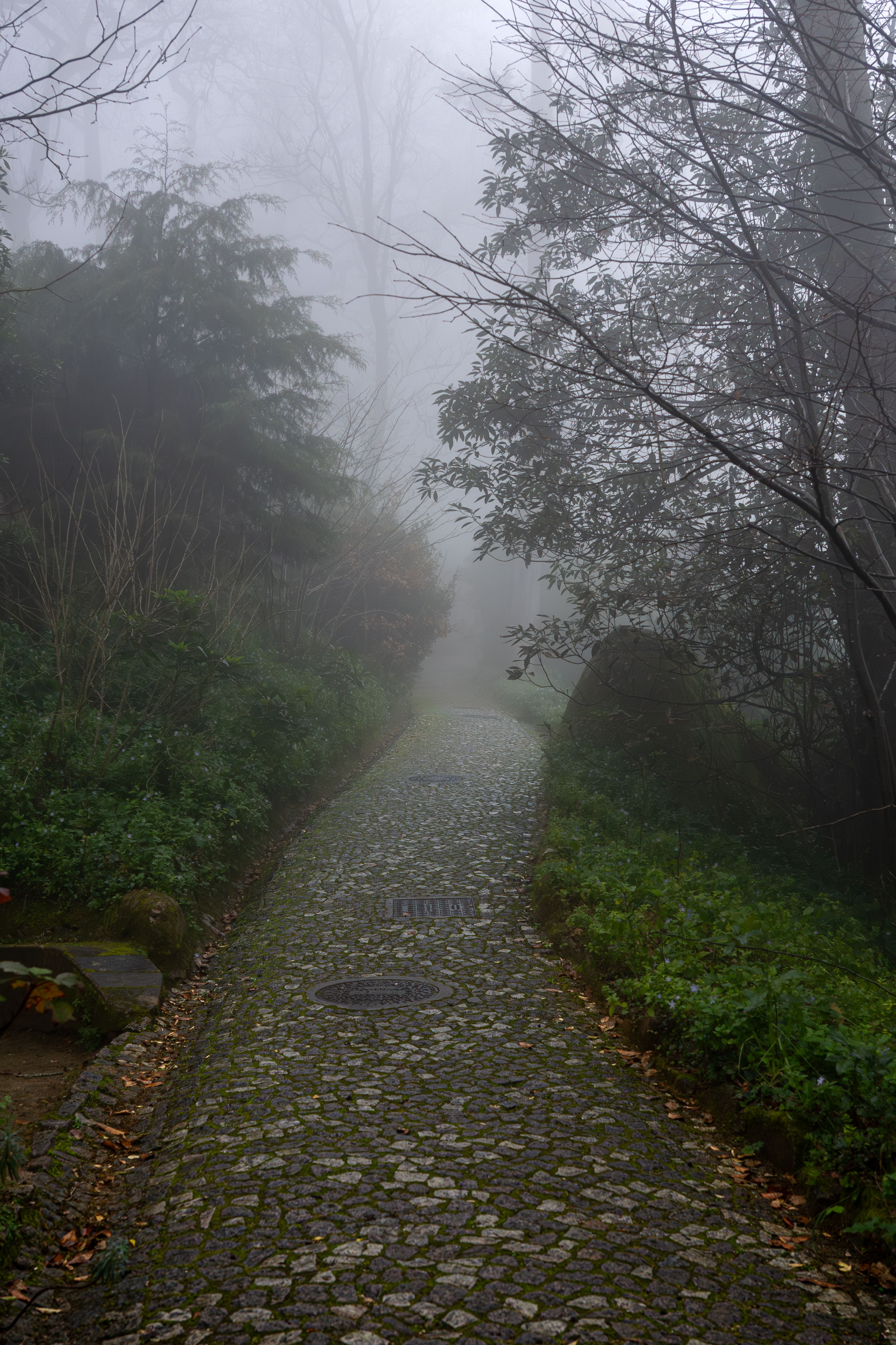 Mystical Foggy Pathway in Sintra, Portugal · Free Stock Photo