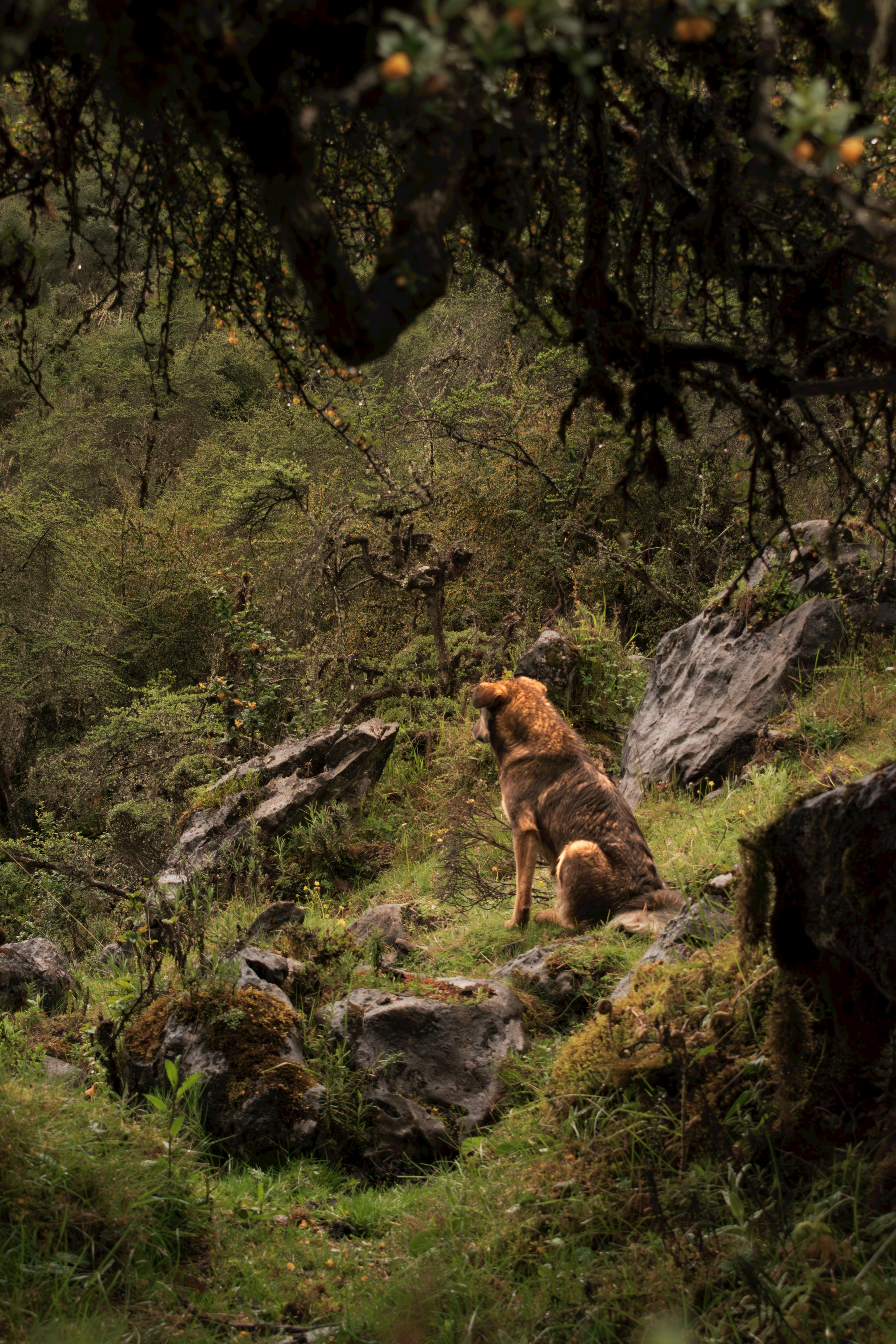 Dog in Scenic Mountain Landscape in Apurímac, Peru · Free Stock Photo