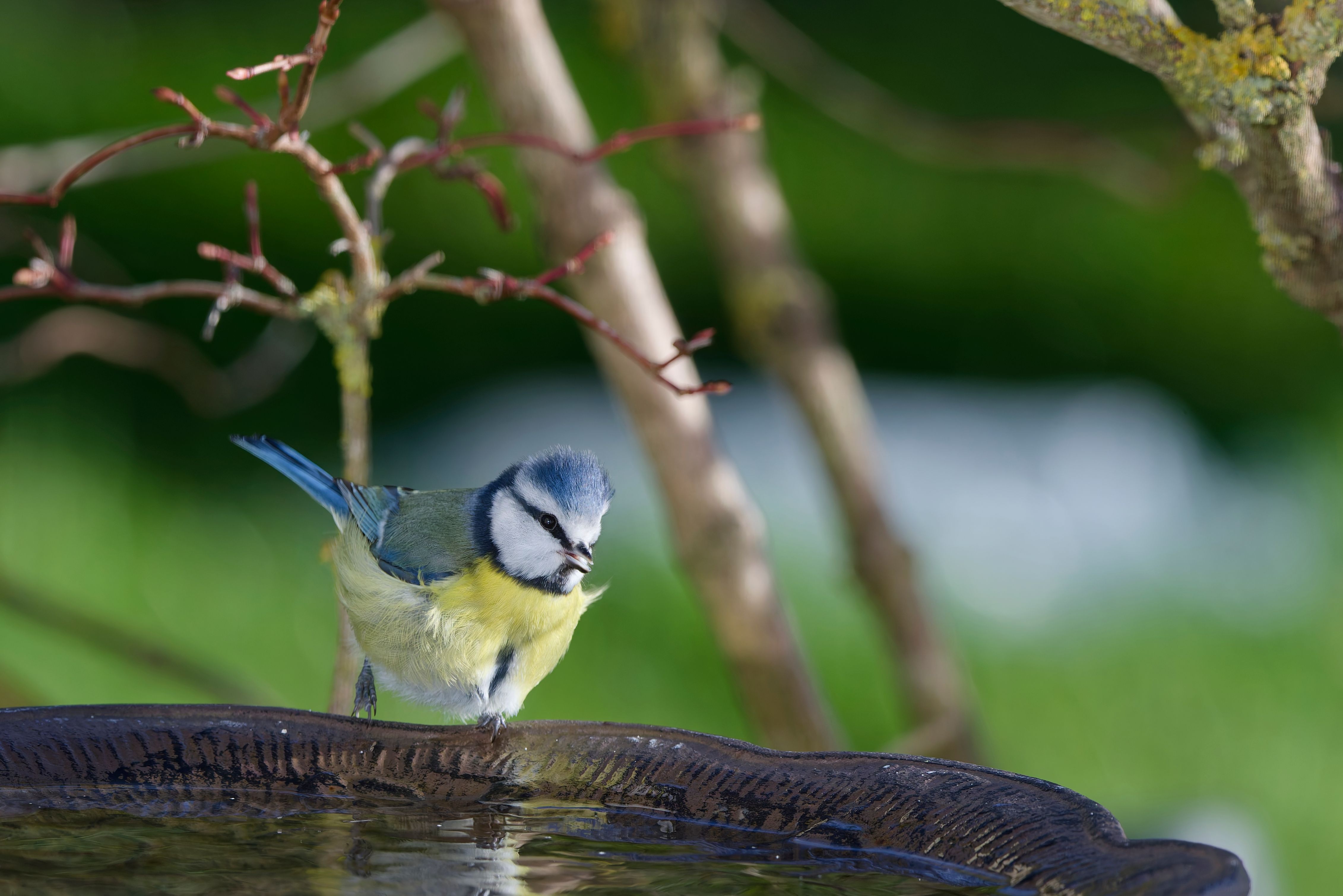 European Blue Tit Bird by Garden Birdbath · Free Stock Photo