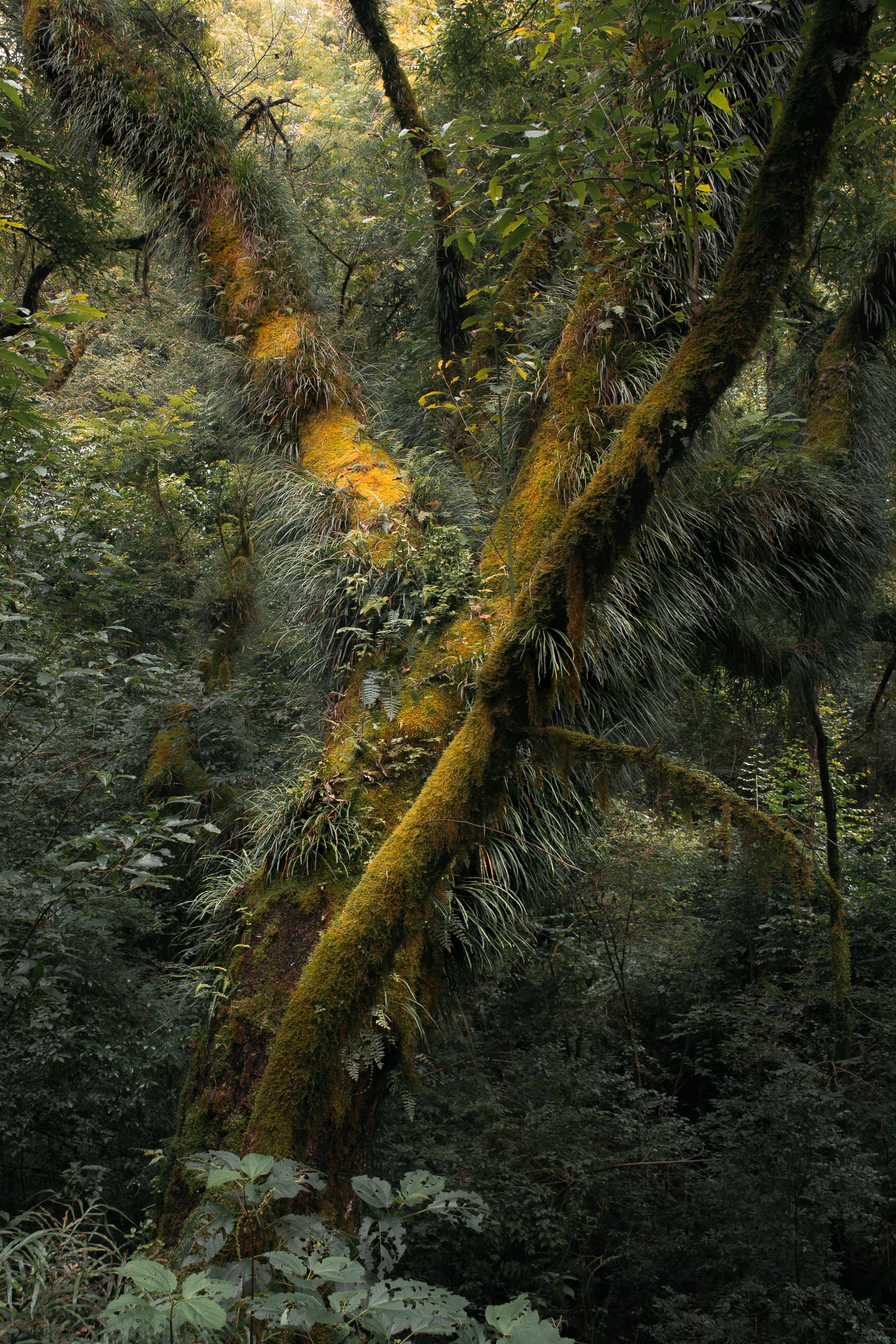 Lush Moss-Covered Tree in Dense Forest · Free Stock Photo