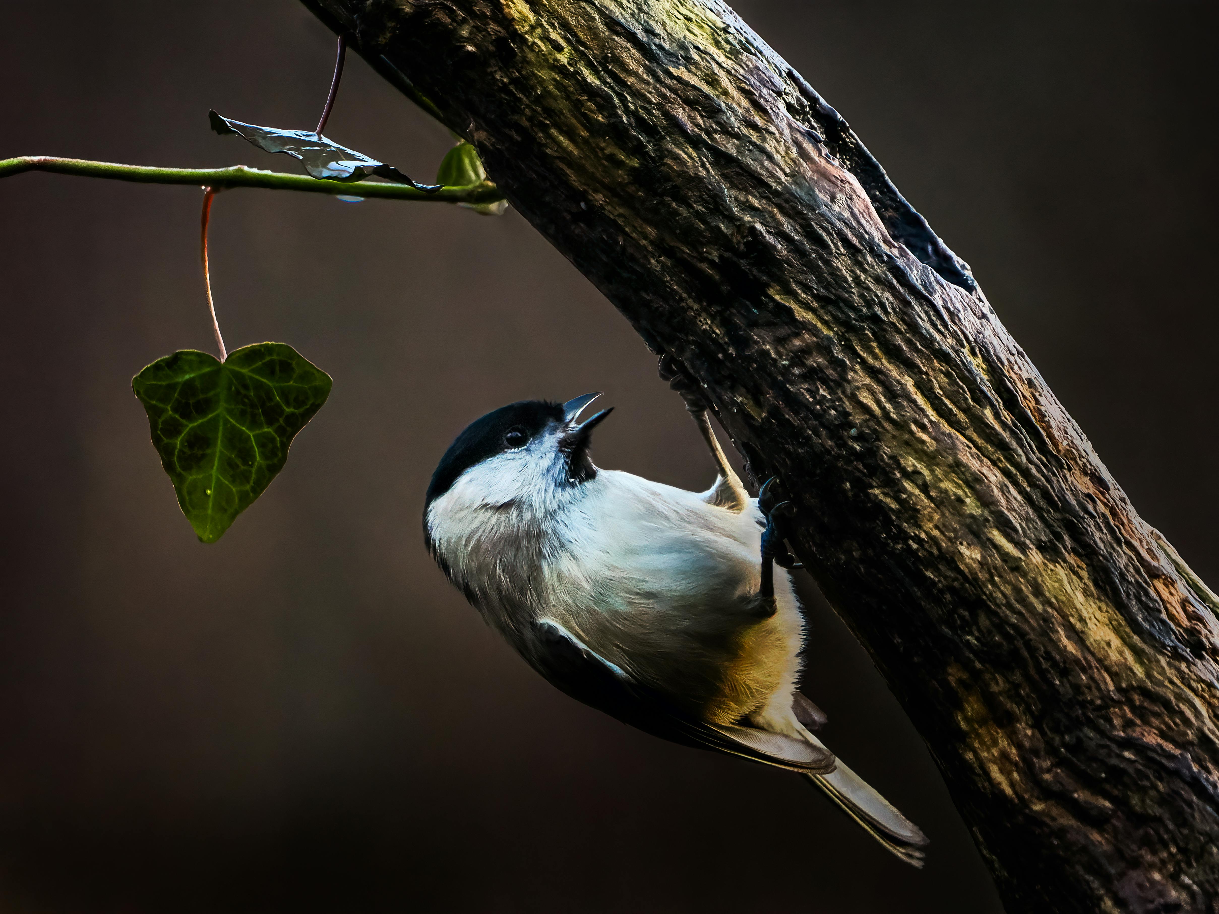Nadi Climbing Photos, Download The BEST Free Nadi Climbing Stock Photos ...