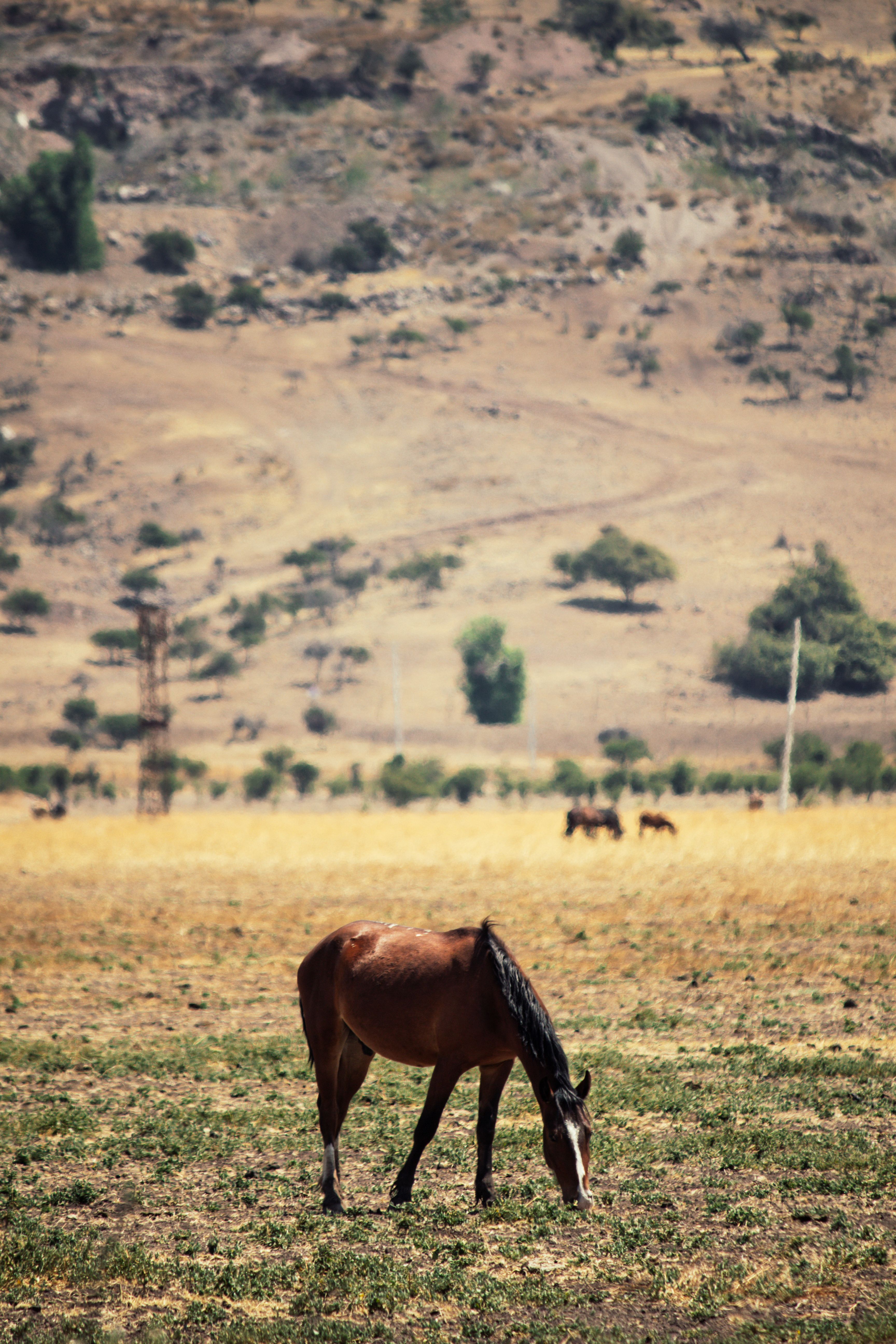 Cavalo Marrom Pastando Em Um Pasto Sereno · Foto profissional gratuita
