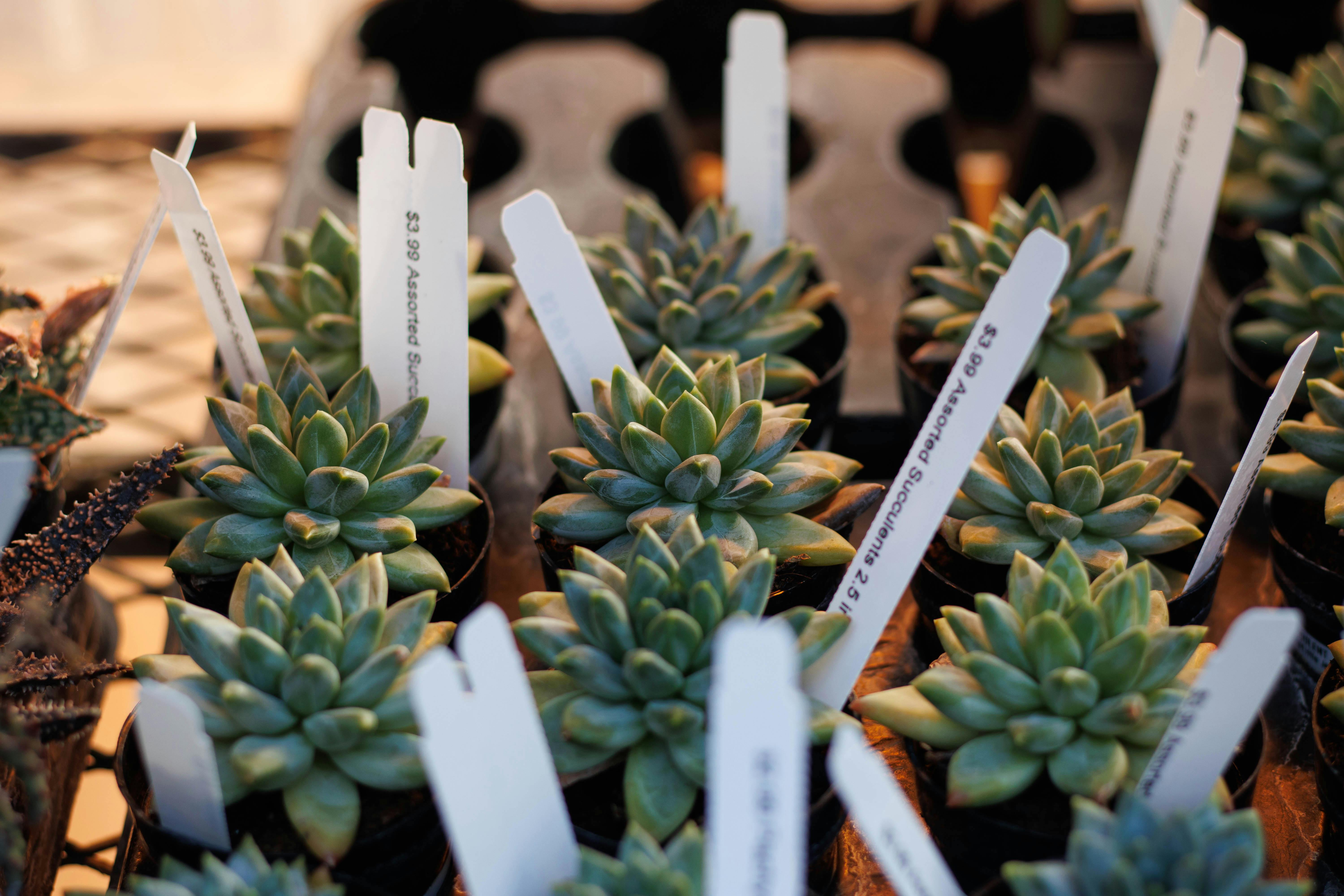 Succulent Identification Photos, Download The BEST Free Succulent ...