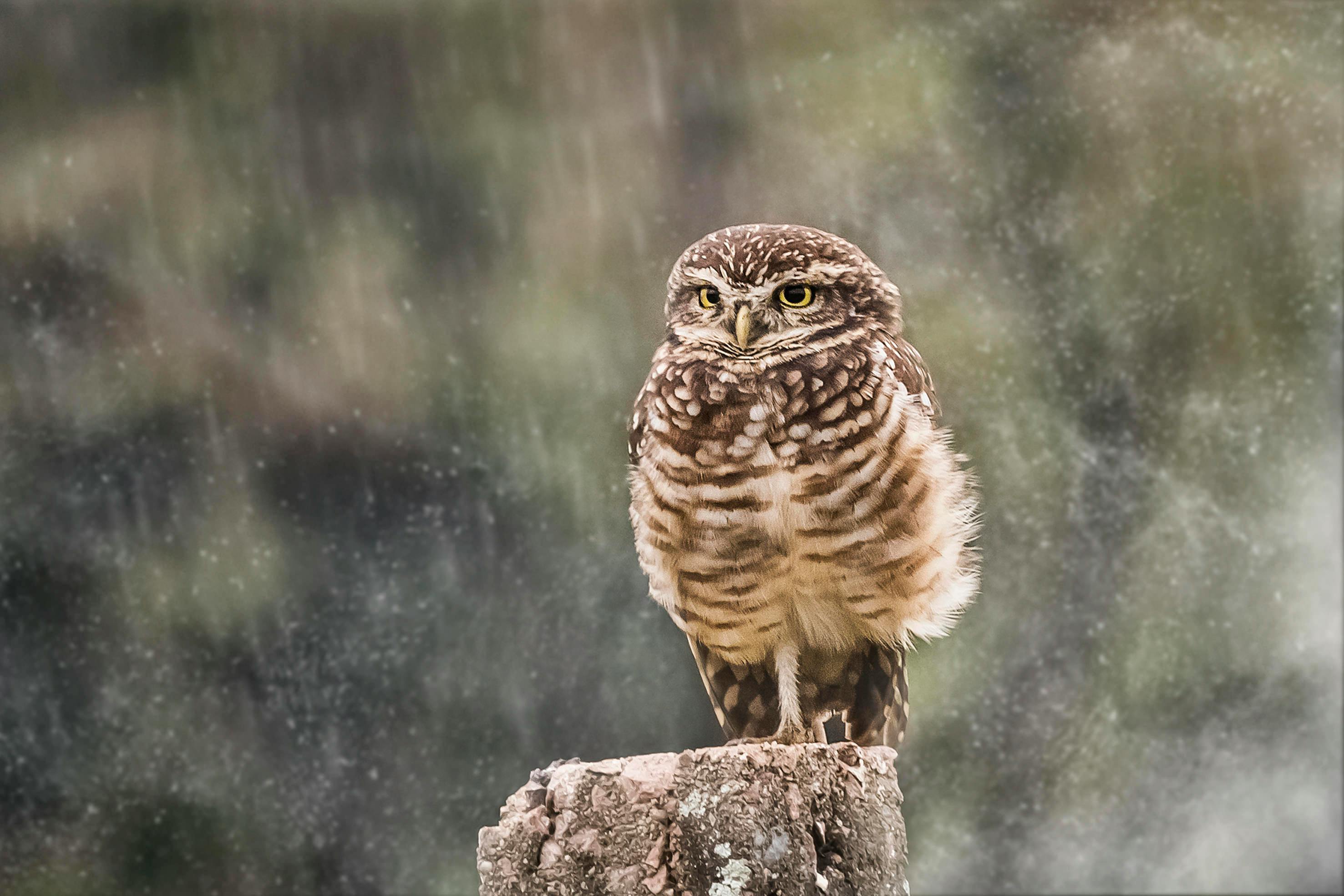 Stunning Portrait of a Burrowing Owl in Rain · Free Stock Photo