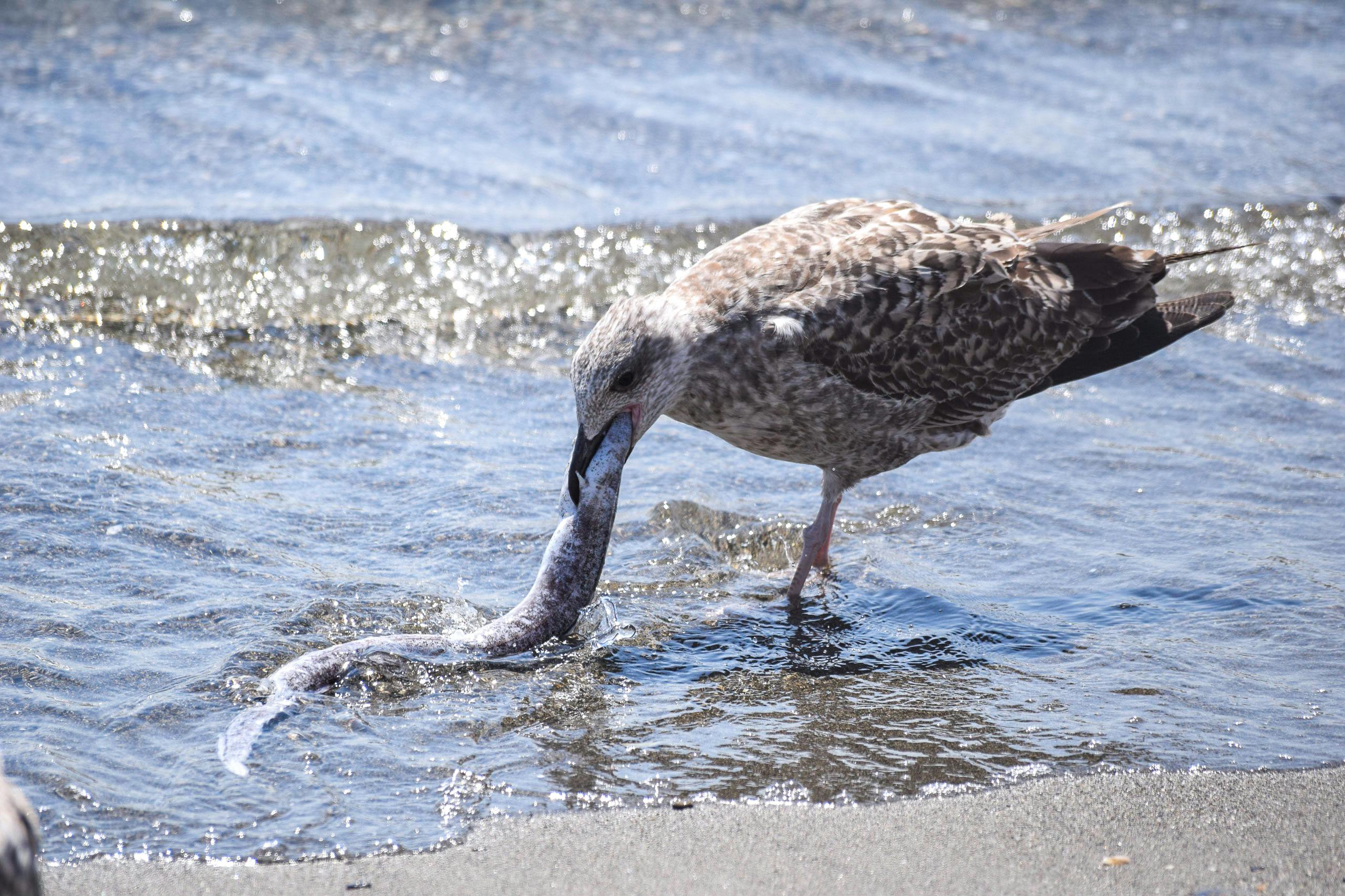Seagull Feeding on Fish at Málaga Shoreline · Free Stock Photo