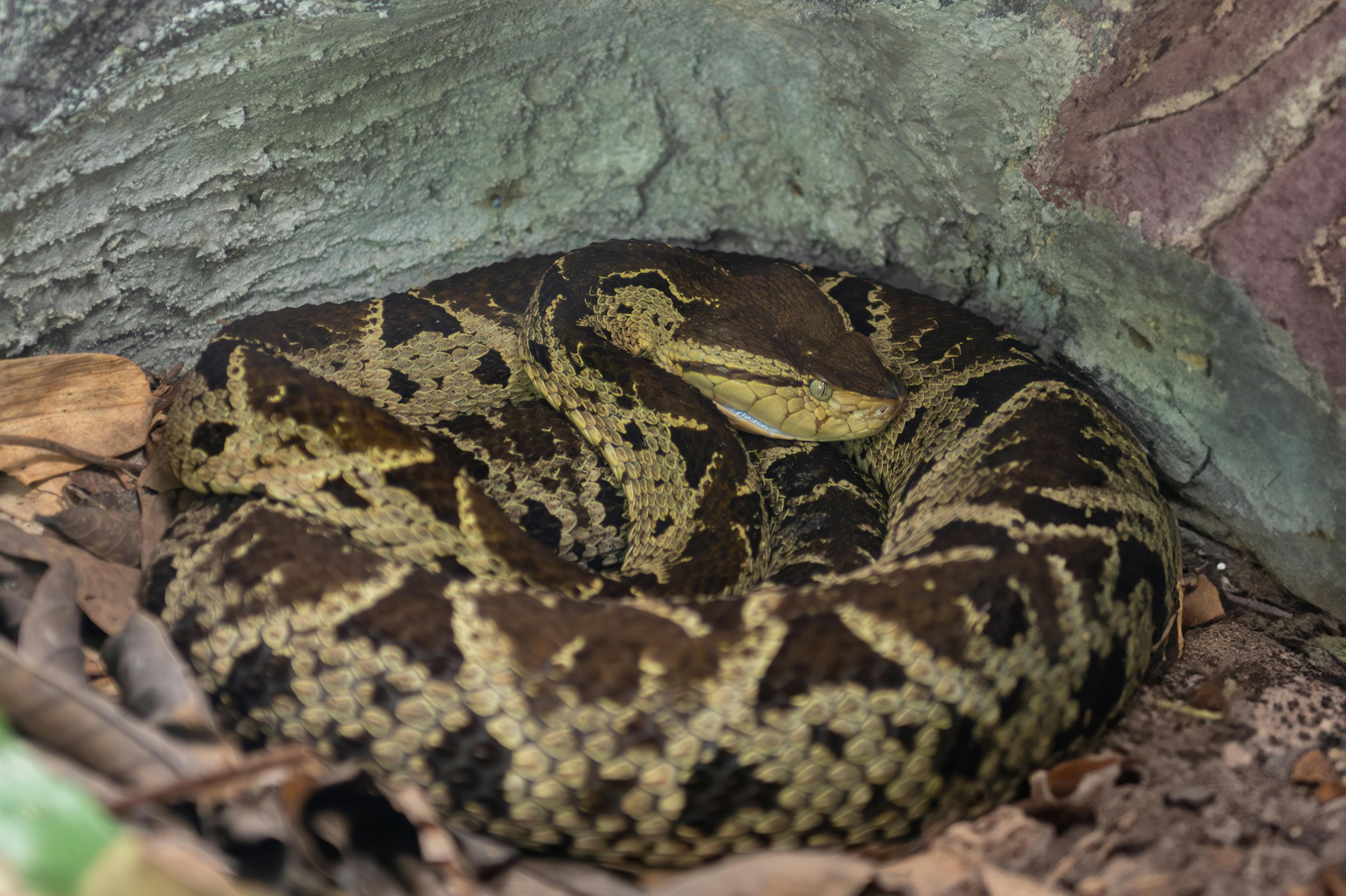 Close-up of a Bushmaster Snake in Costa Rica · Free Stock Photo