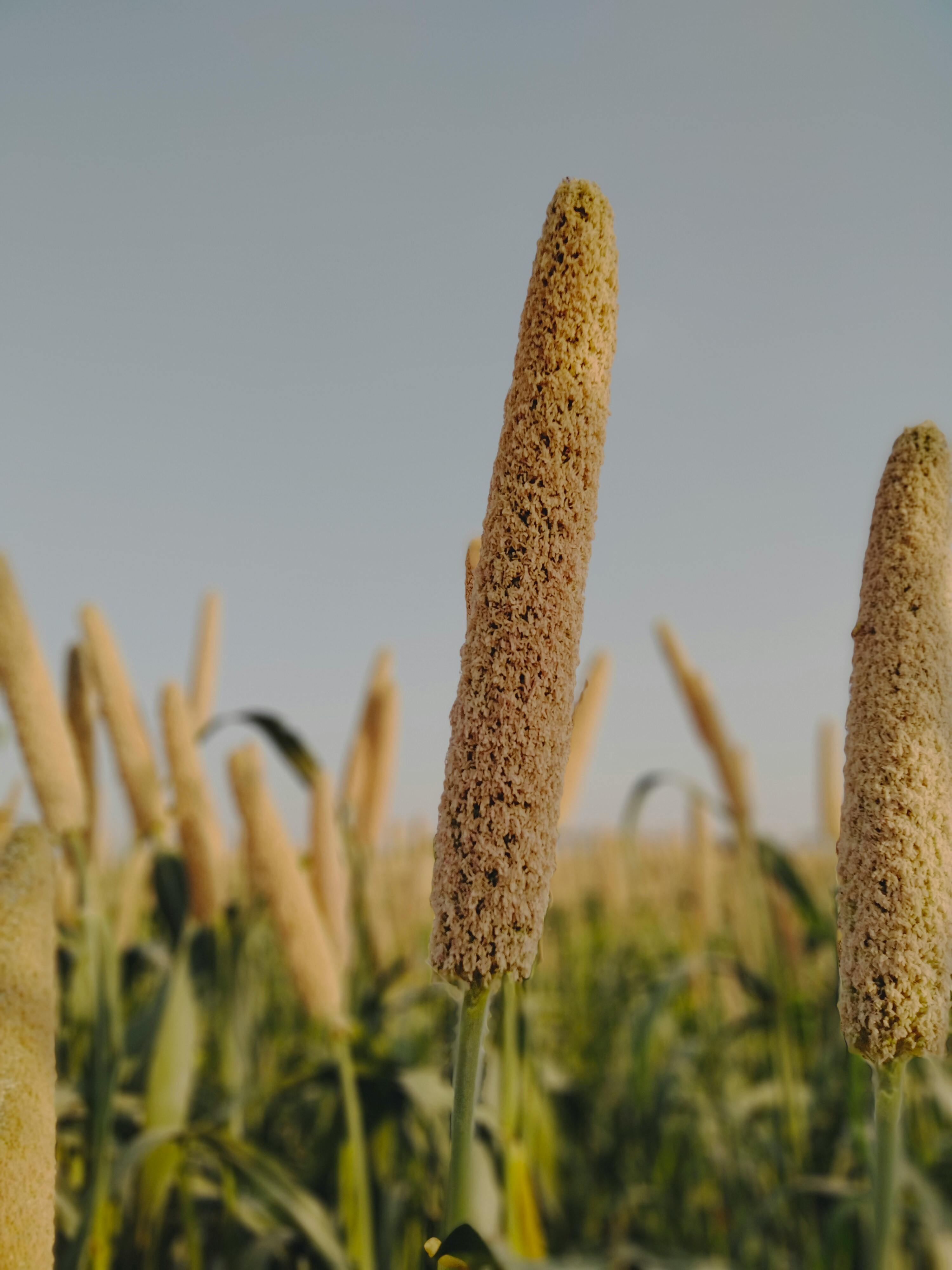 Close-up of Millet Stalks in Golden Field · Free Stock Photo