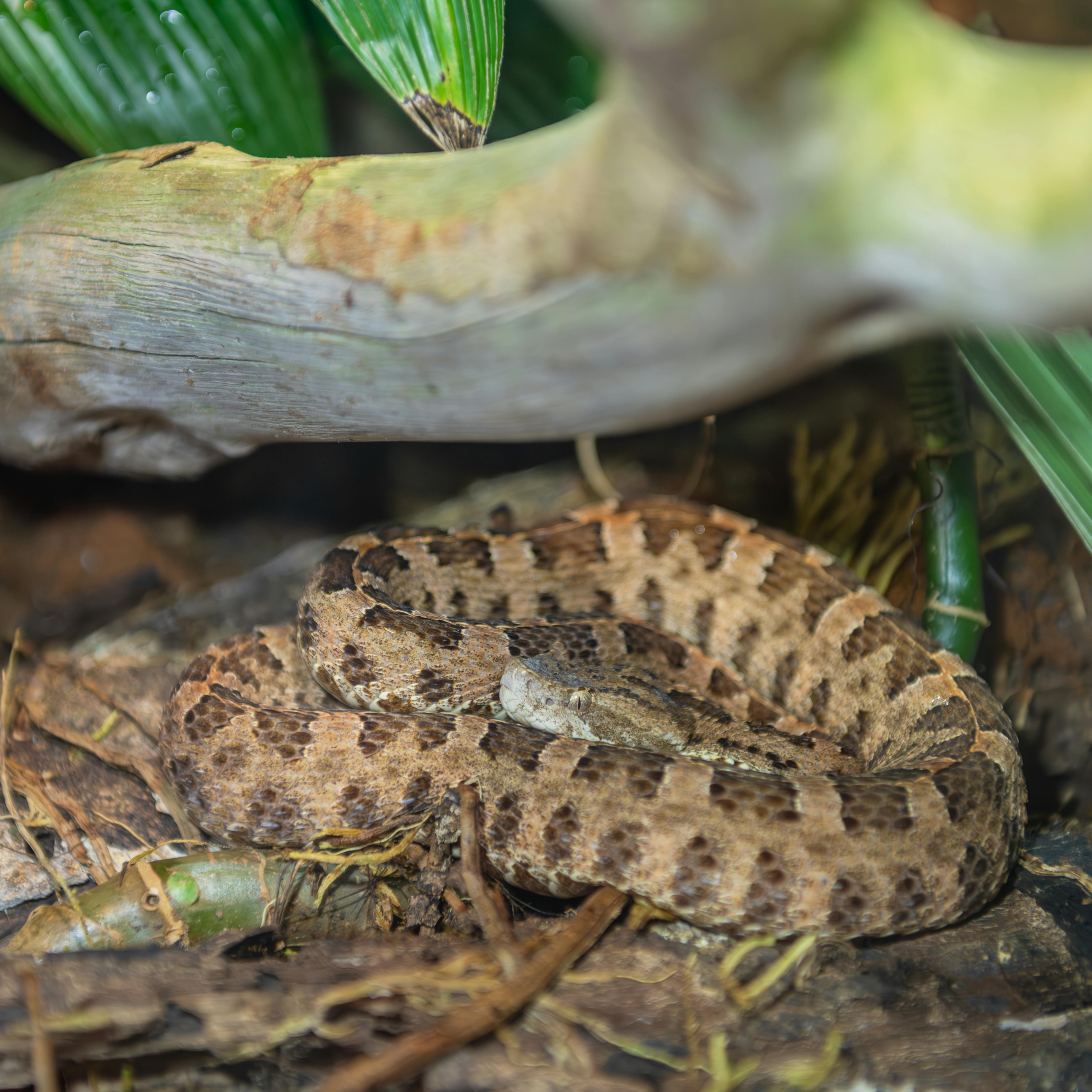 Coiled Bushmaster in Costa Rican Jungle · Free Stock Photo