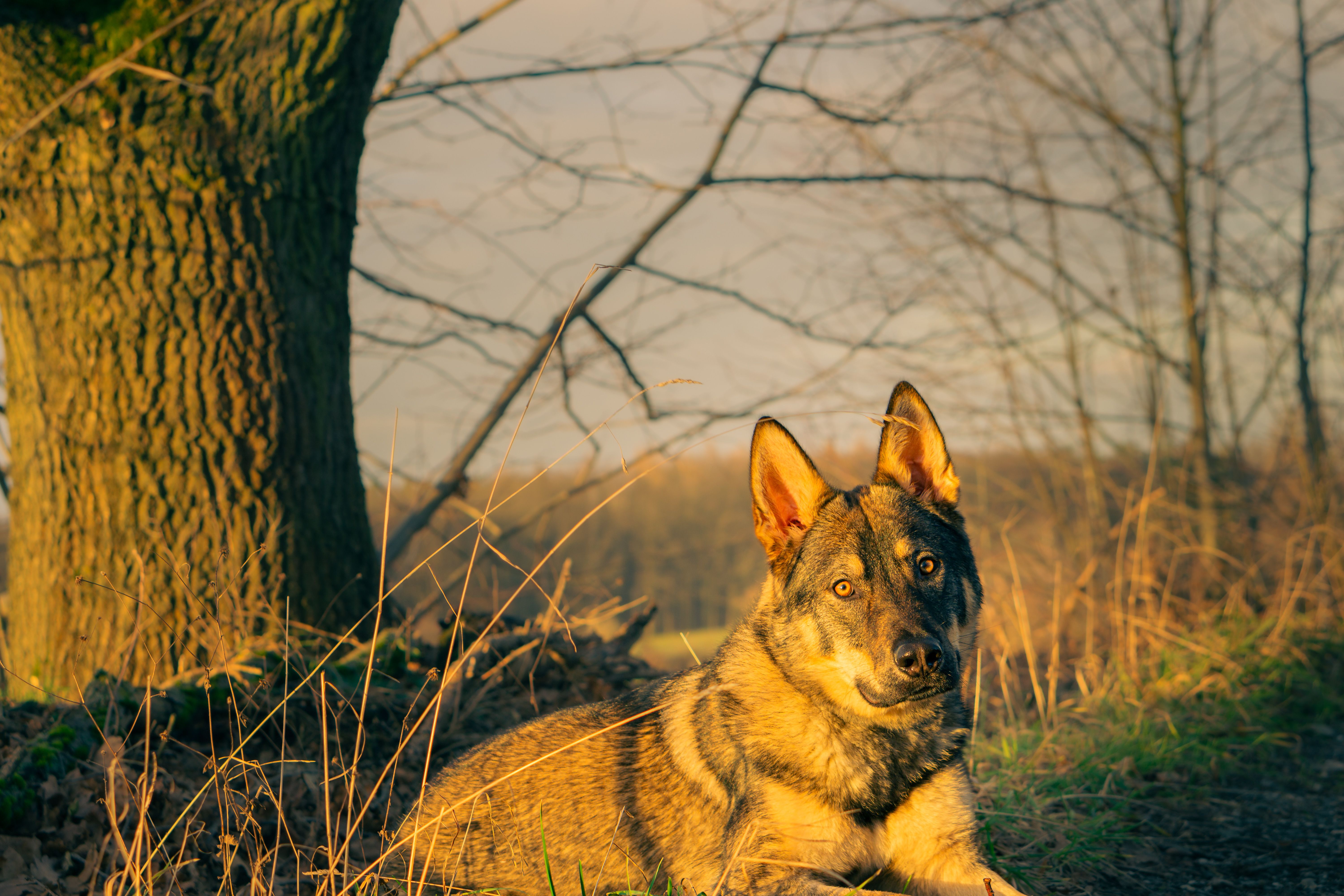 German Shepherd Relaxing in Golden Sunset Light · Free Stock Photo
