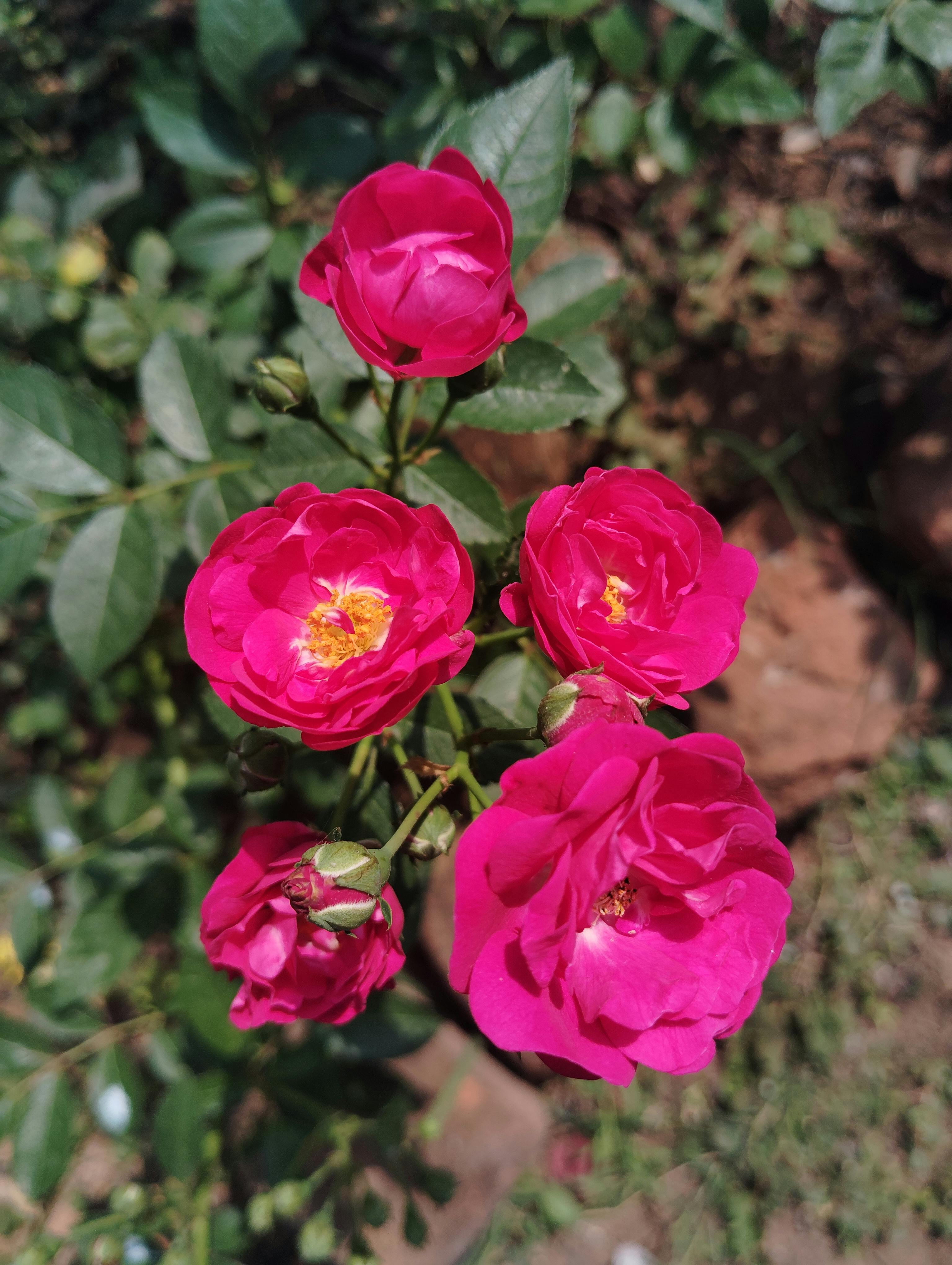 Vibrant Pink Roses Blooming in Sunlight · Free Stock Photo