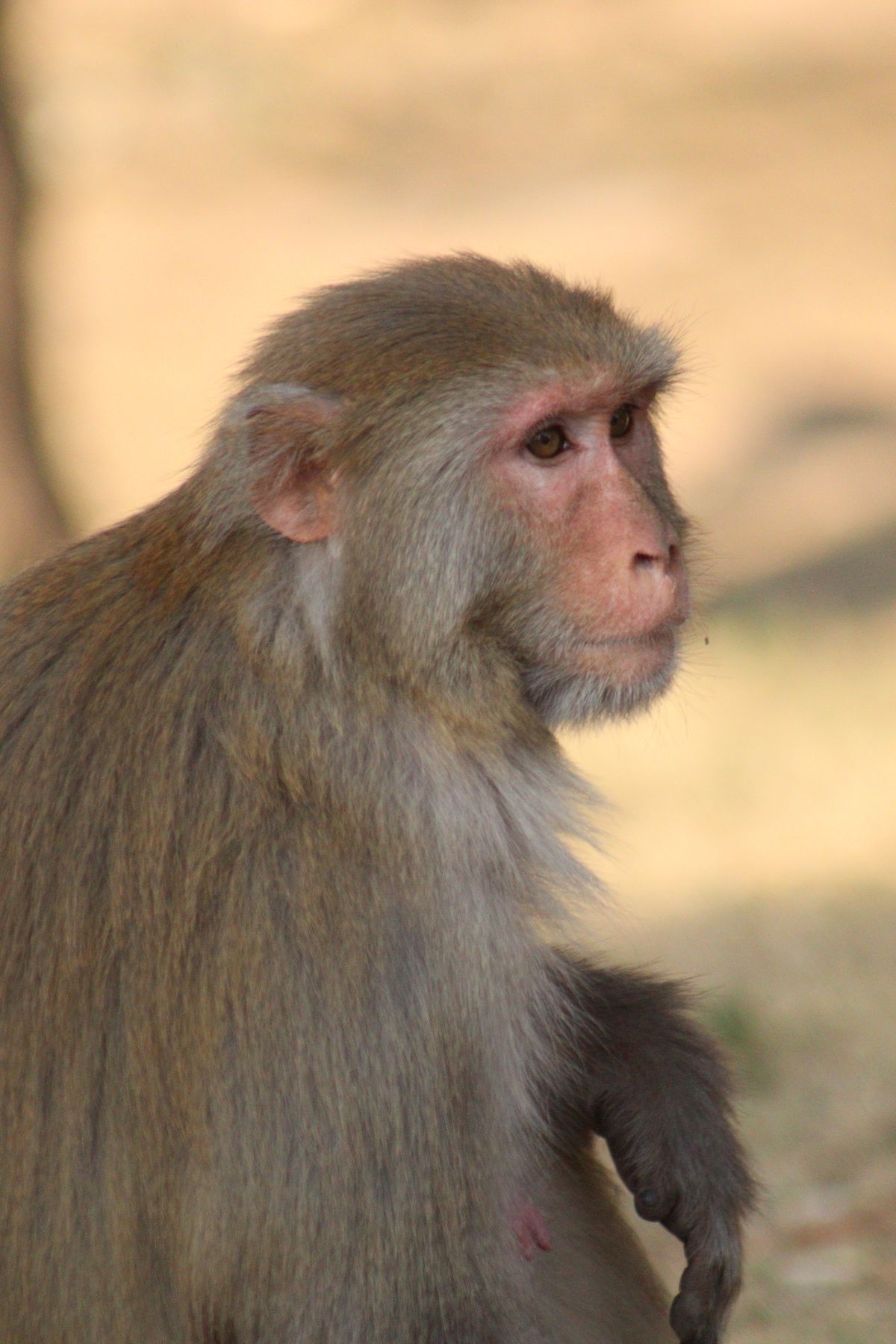 Chinese Monkey Photos, Download The BEST Free Chinese Monkey Stock ...