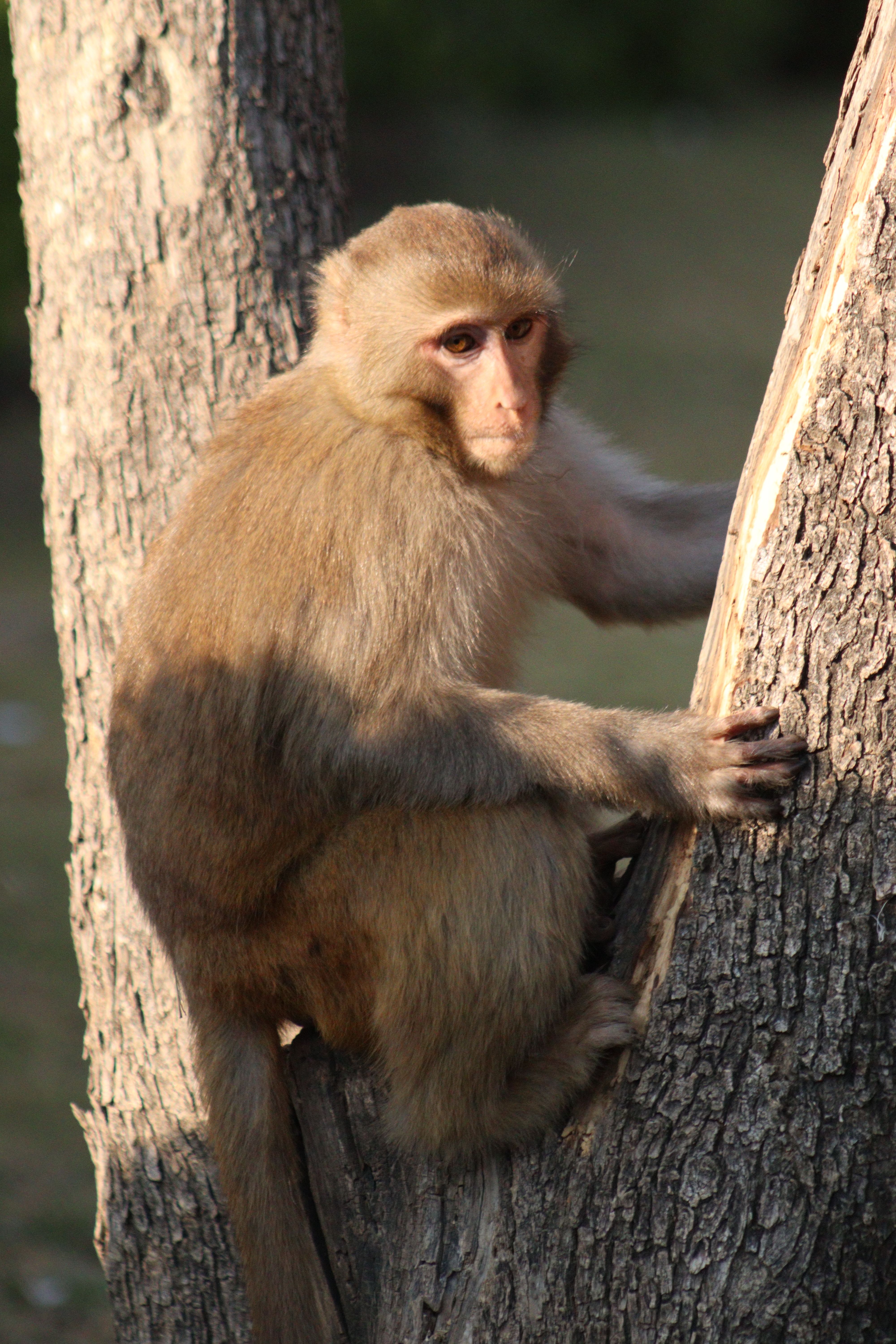 Brown Monkey on Green Grass during Daytime · Free Stock Photo