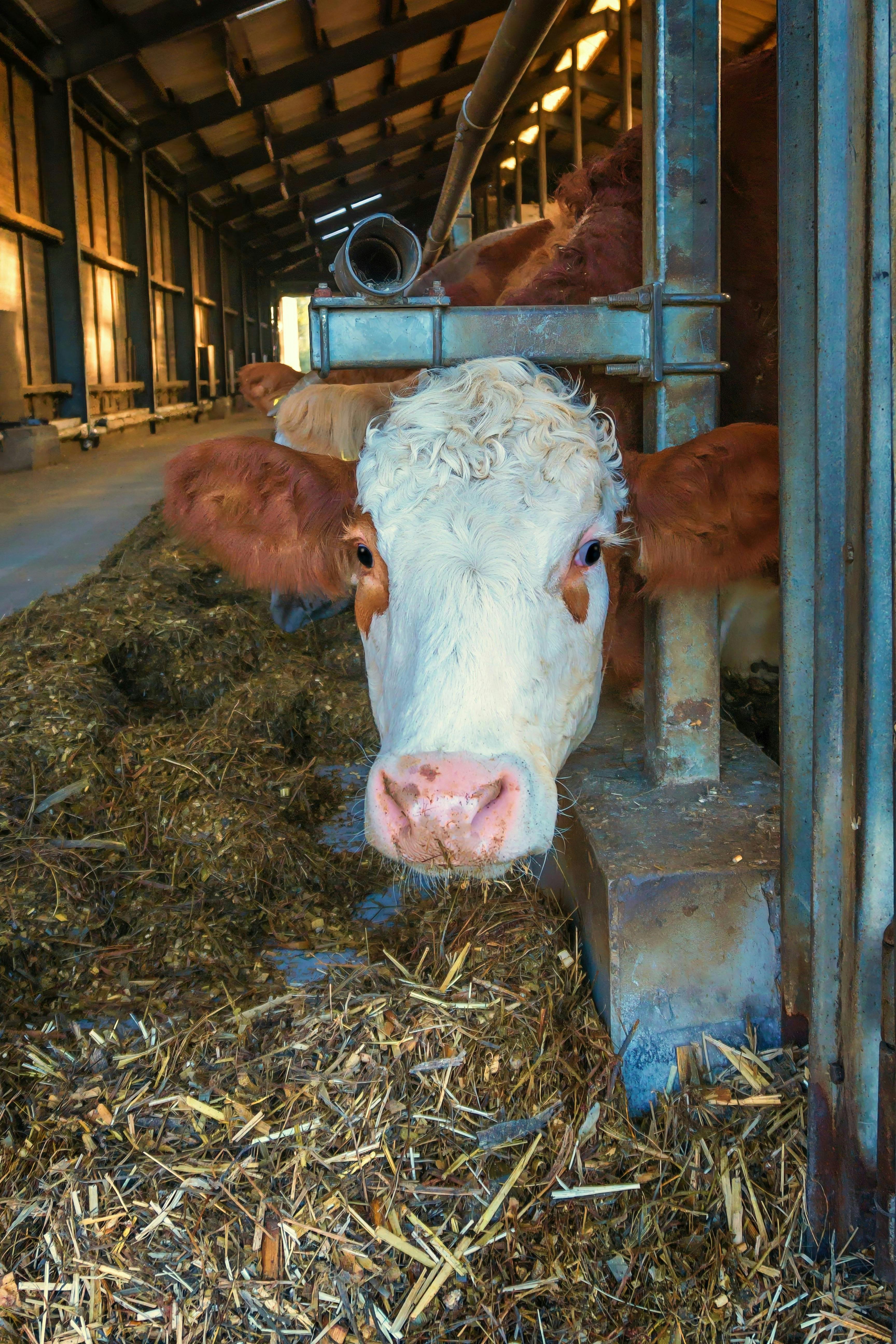 Stall Warning Horn Photos, Download The BEST Free Stall Warning Horn Stock Photos & HD Images