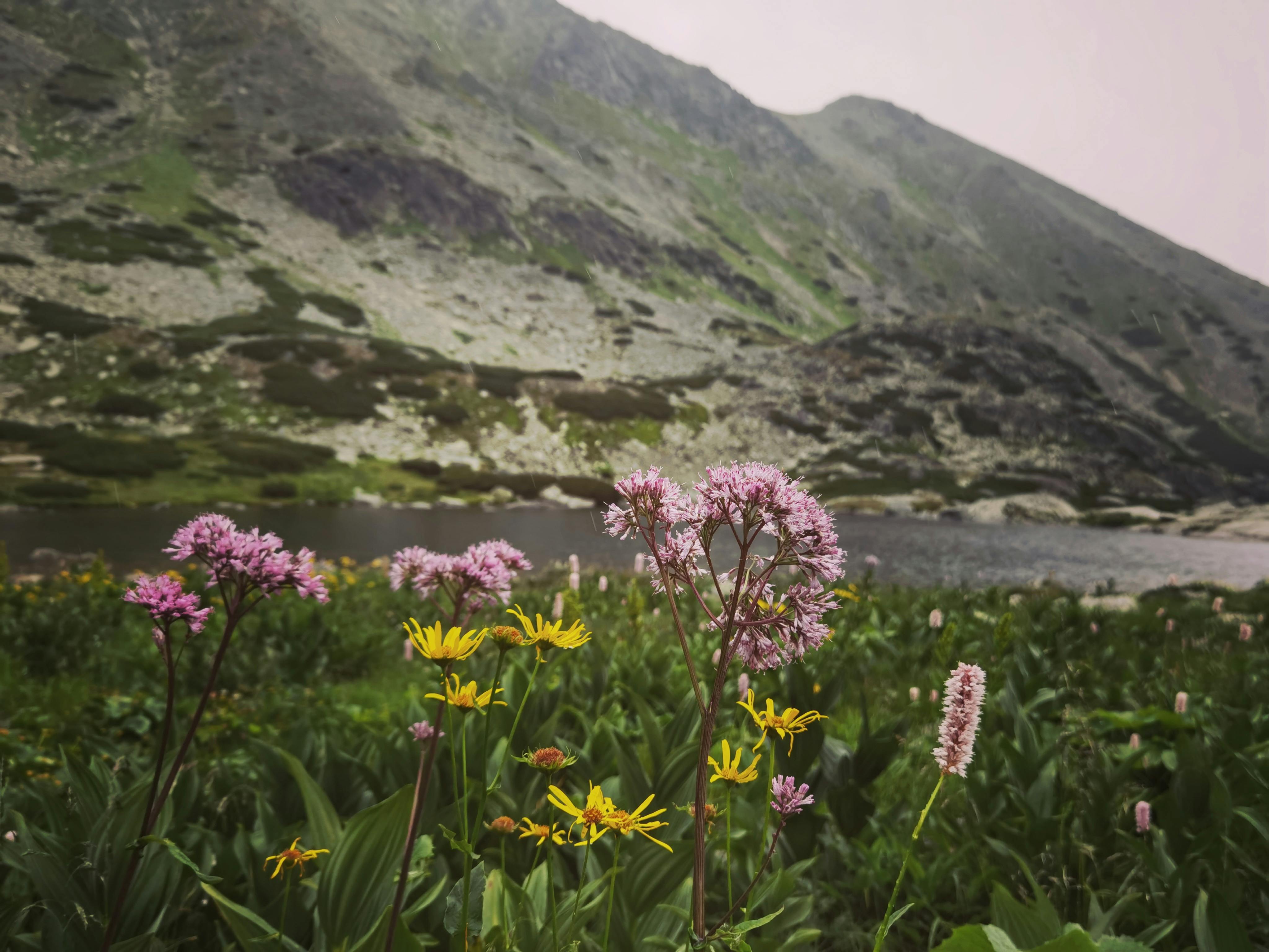 Blooming Wildflowers in Mountainous Landscape · Free Stock Photo