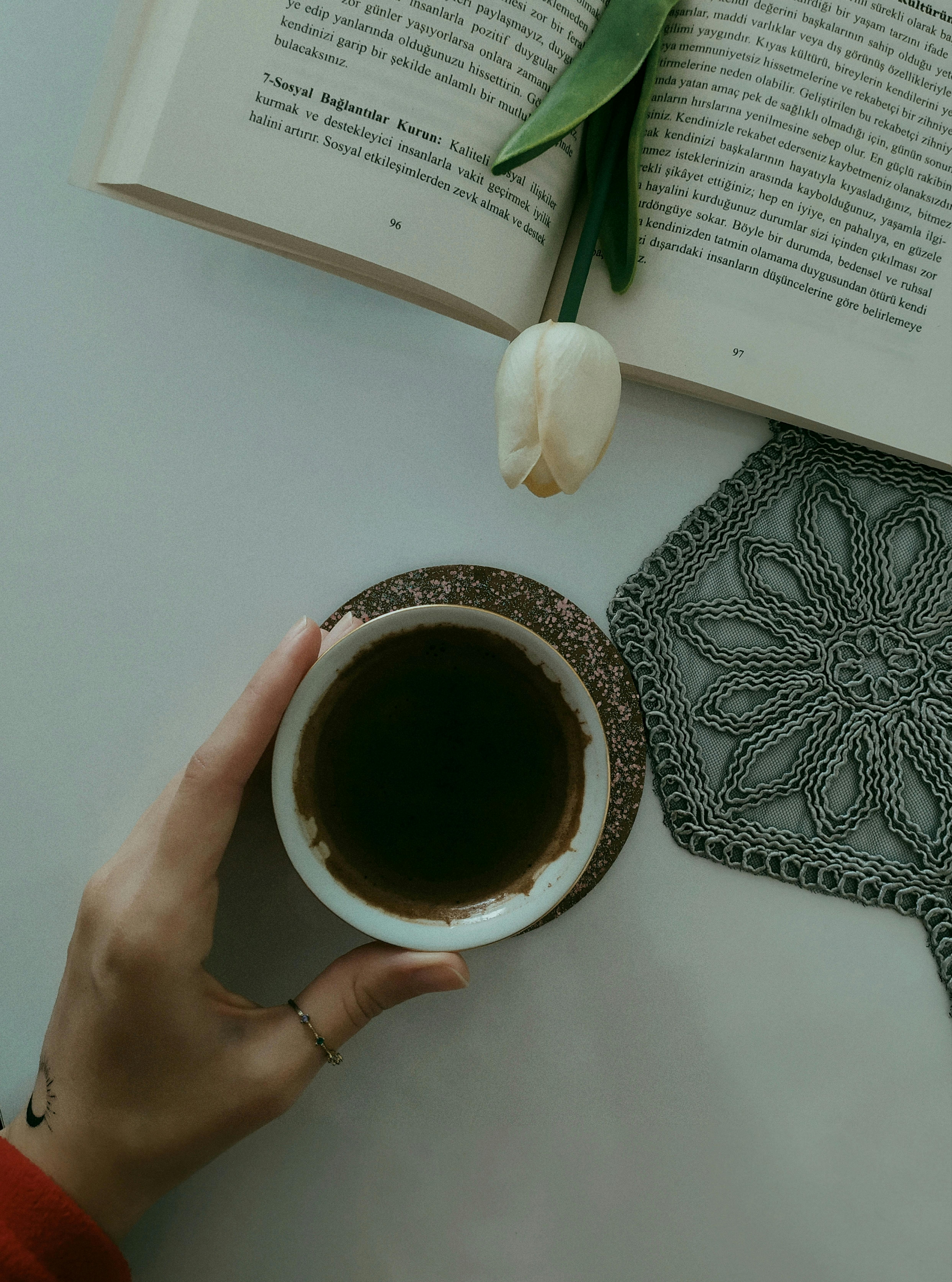 Tulip Fi Photos, Download The BEST Free Tulip Fi Stock Photos & HD Images