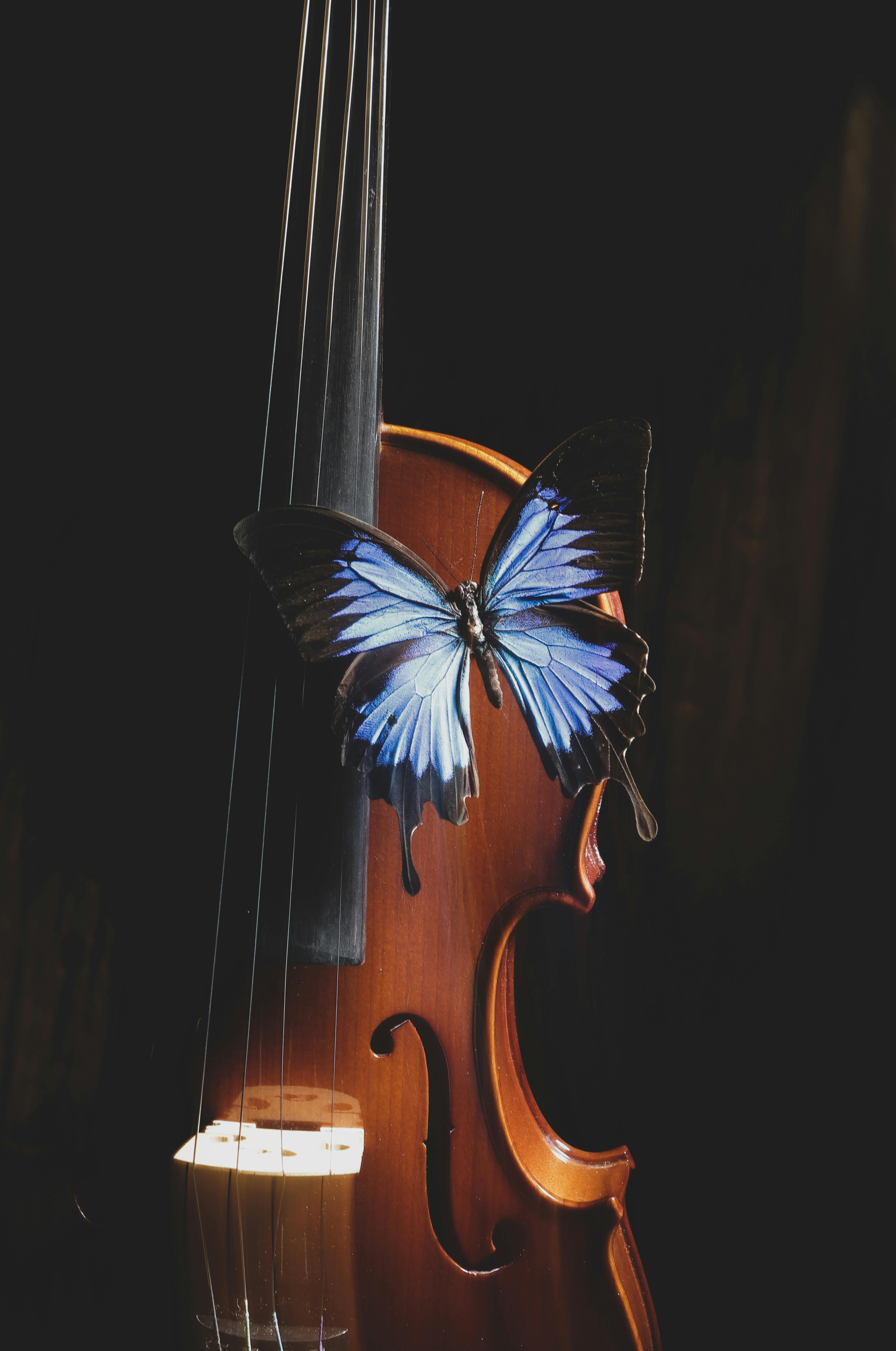 Elegant Blue Butterfly Resting on Violin · Free Stock Photo
