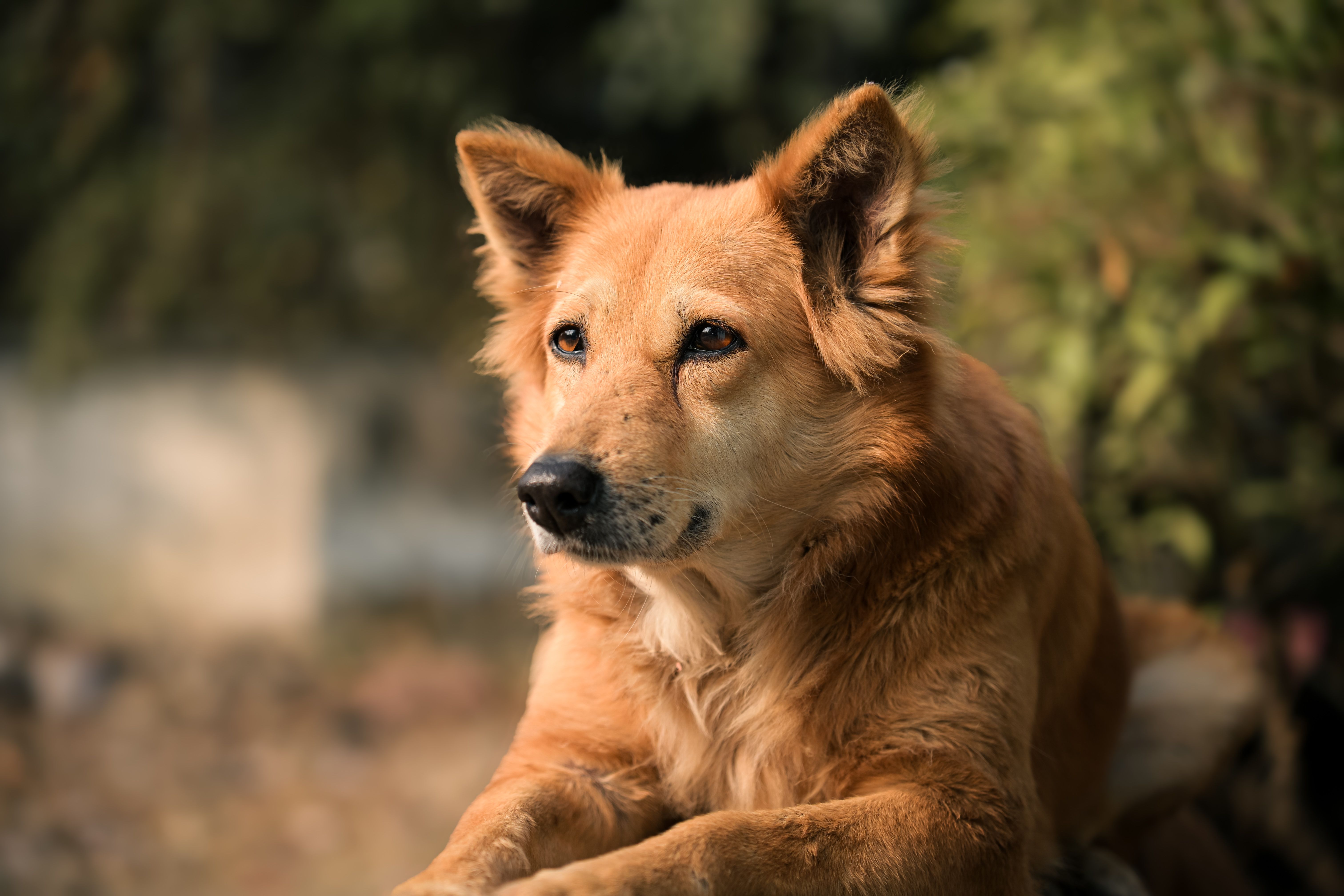 Perro Dorado En Un Entorno Natural Al Aire Libre · Foto de stock gratuita