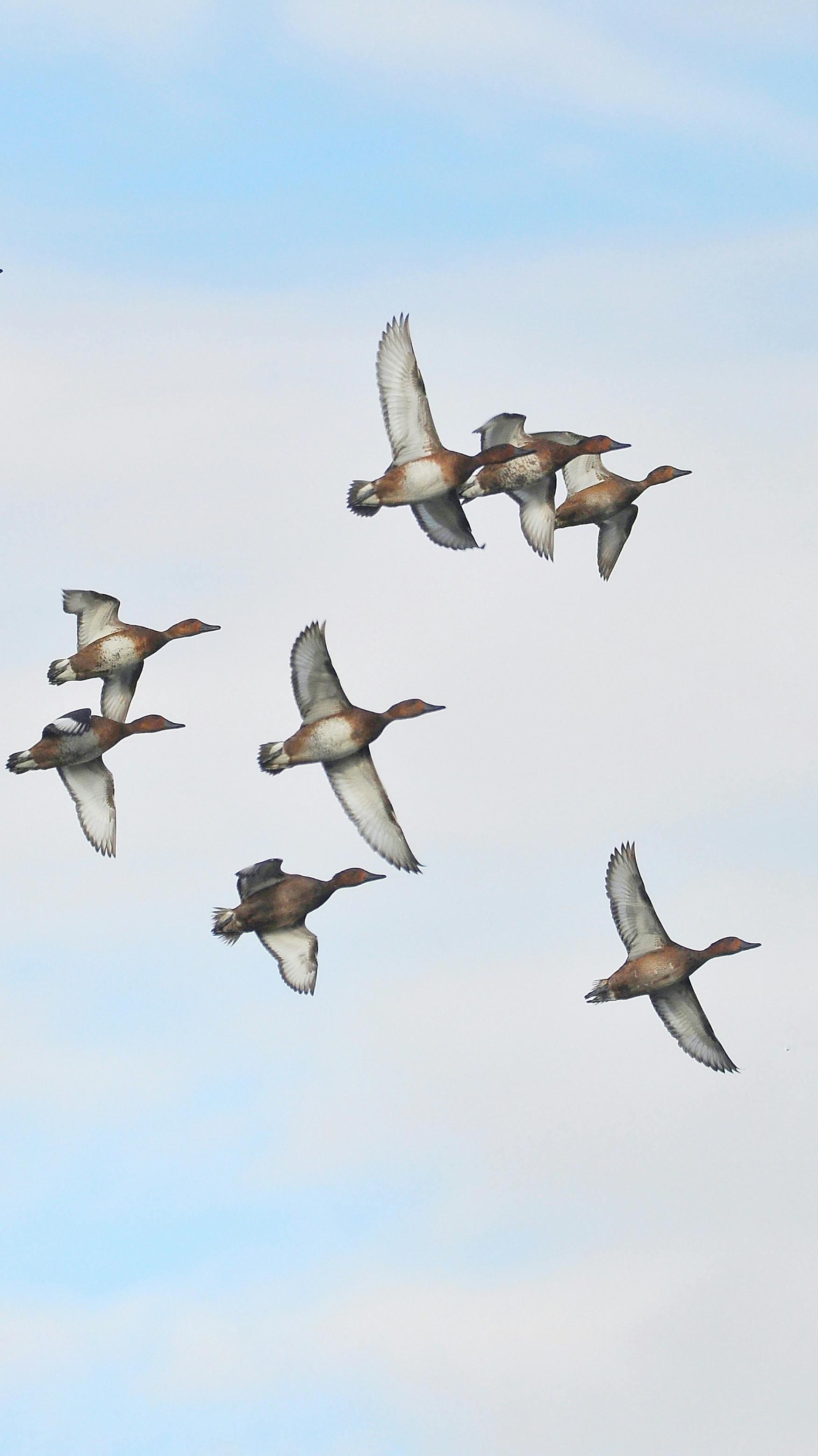 Flock of Redhead Ducks in Flight Against Blue Sky · Free Stock Photo
