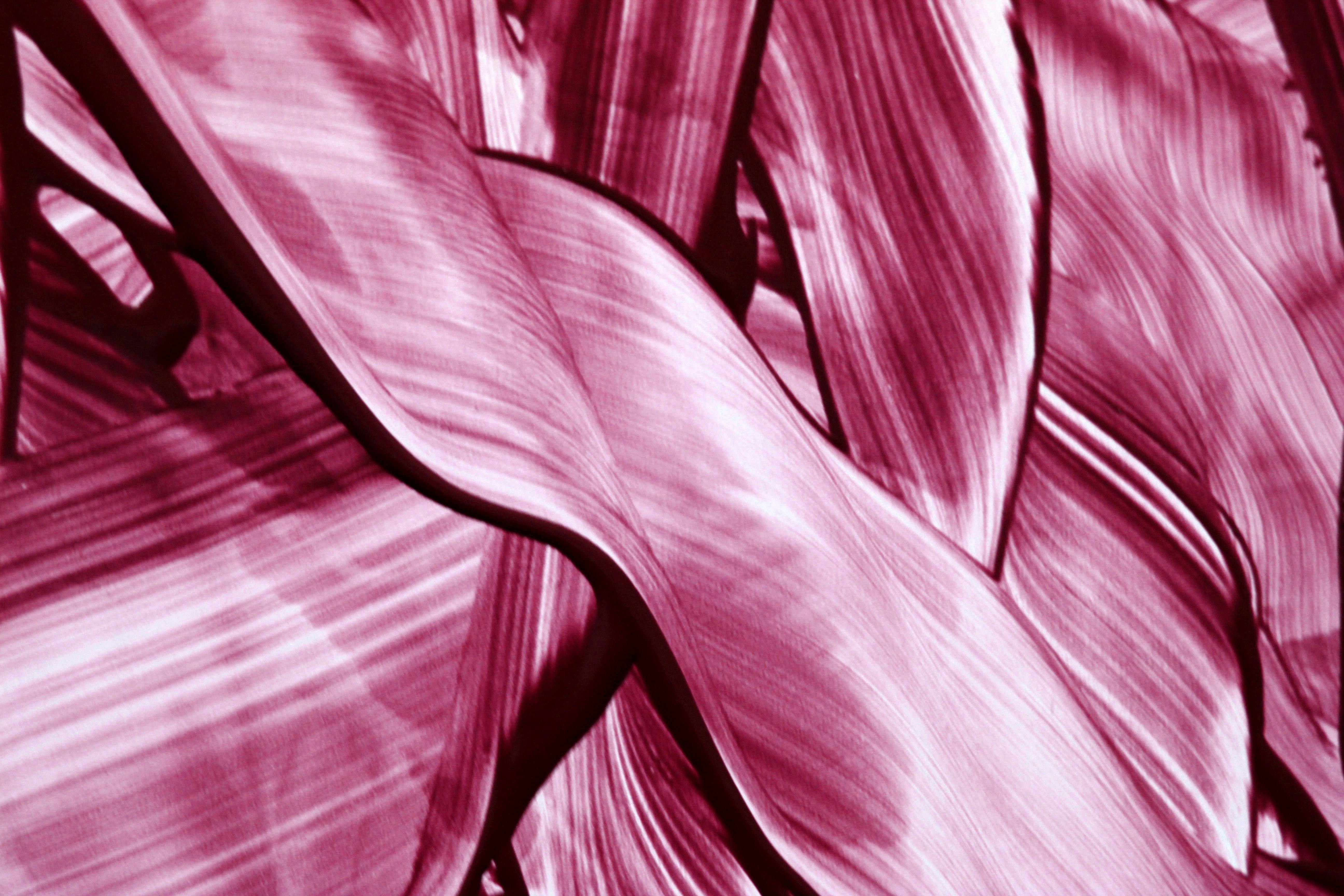 Abstract Pink Leaf Pattern in Close-up Detail · Free Stock Photo