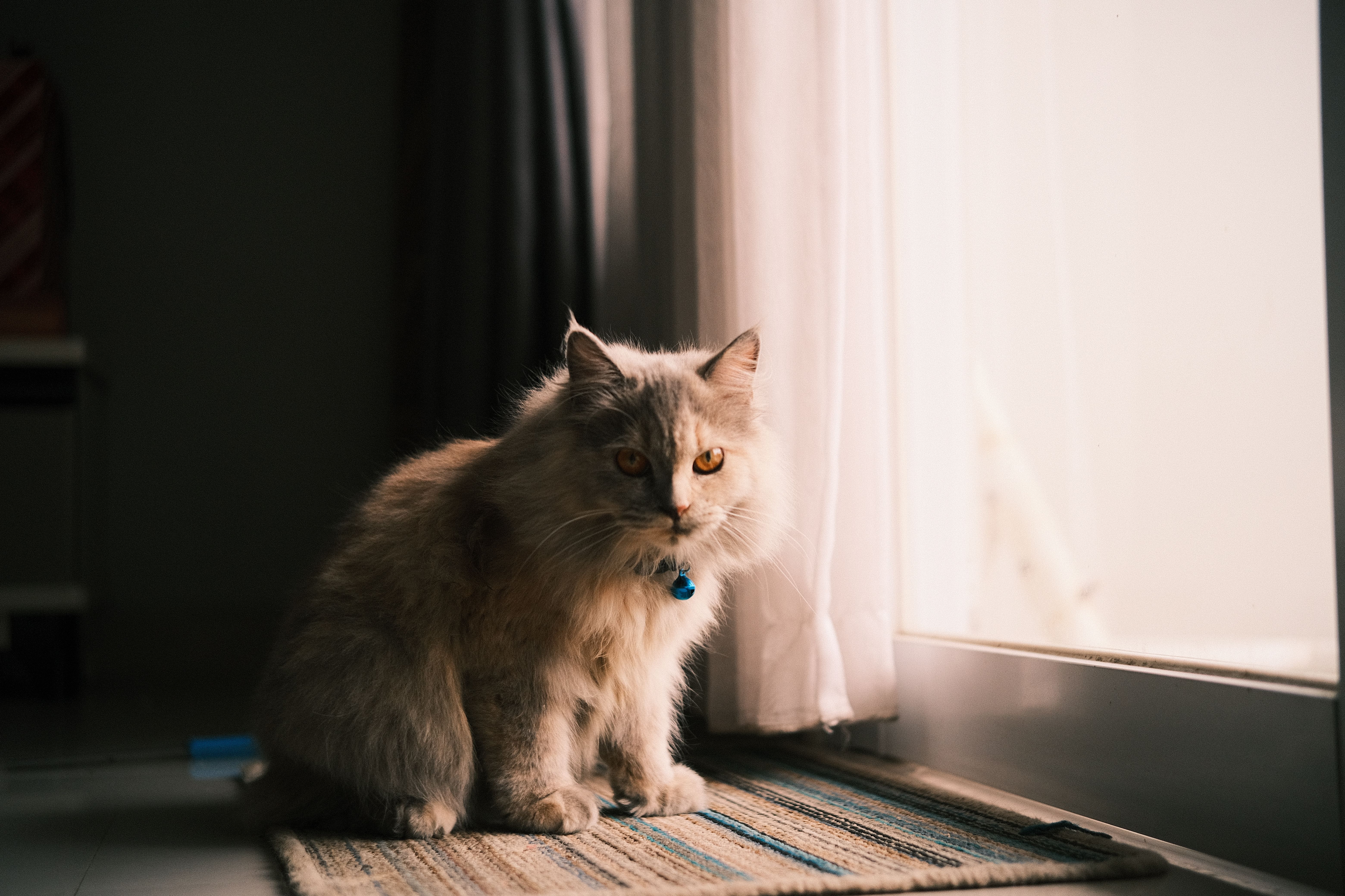 Fluffy Cat Sitting by Sunlit Window Indoors · Free Stock Photo