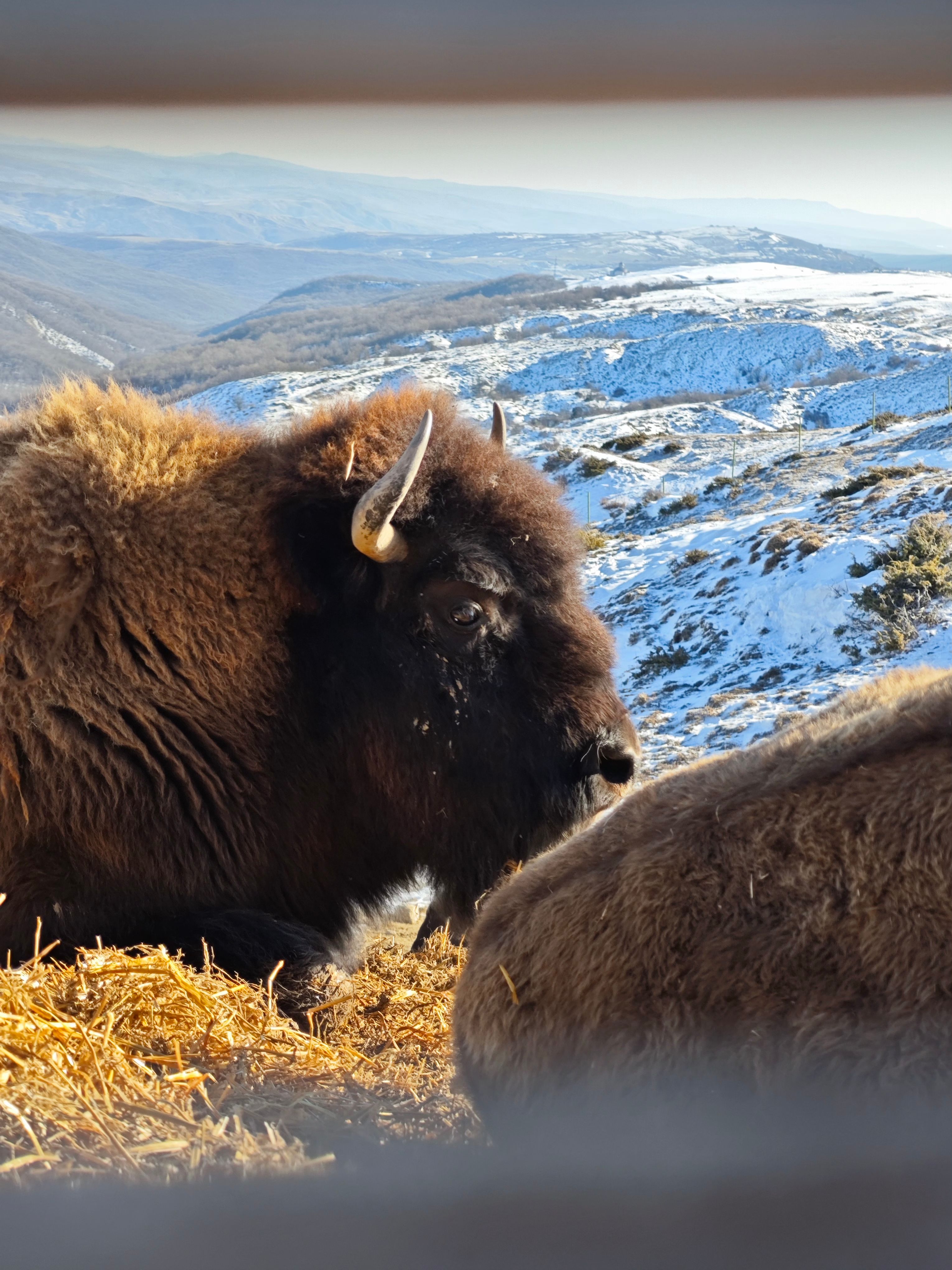 Buffalo Wildlife Photos, Download The BEST Free Buffalo Wildlife Stock ...