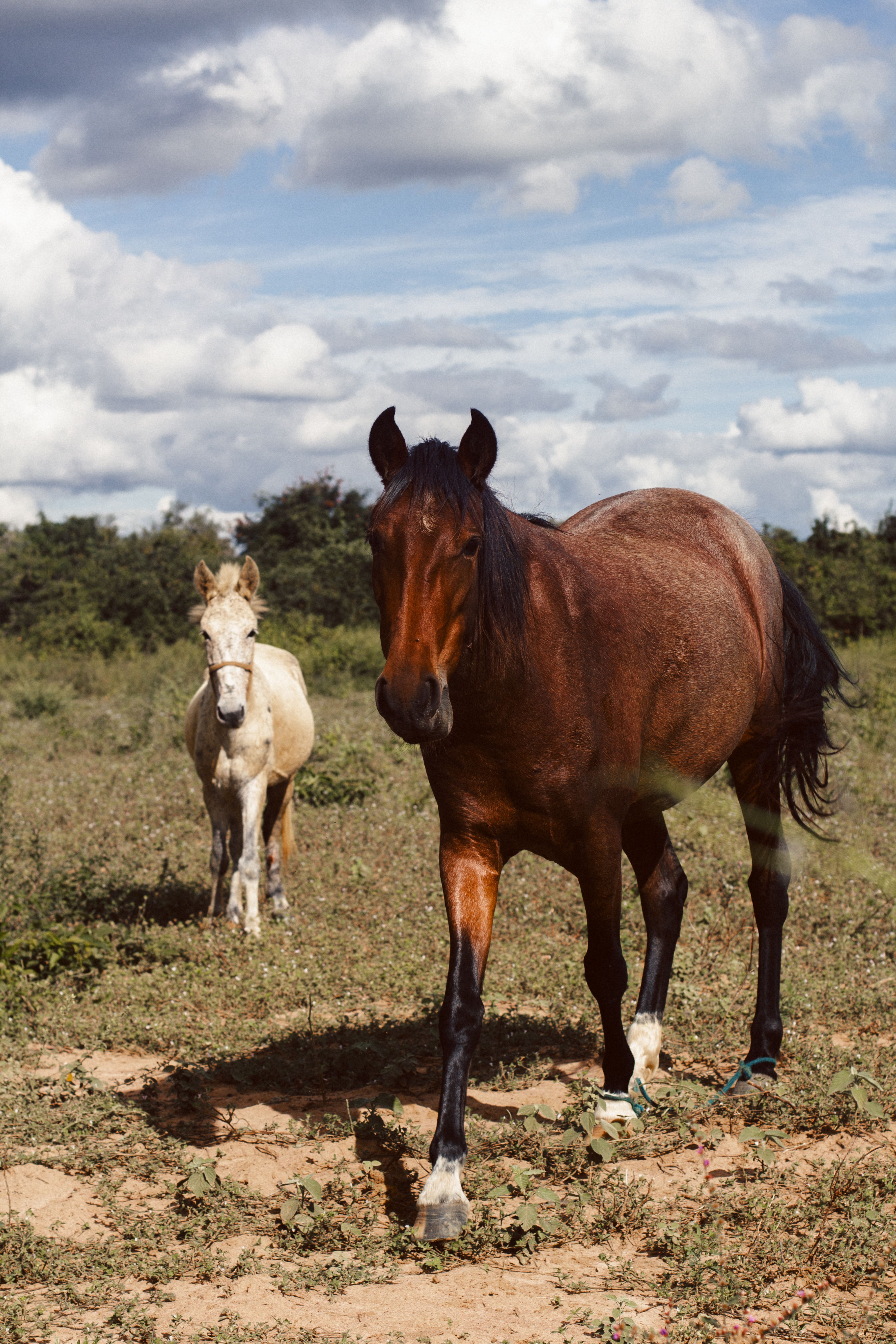 Wild Horses Roaming in Brazilian Countryside · Free Stock Photo