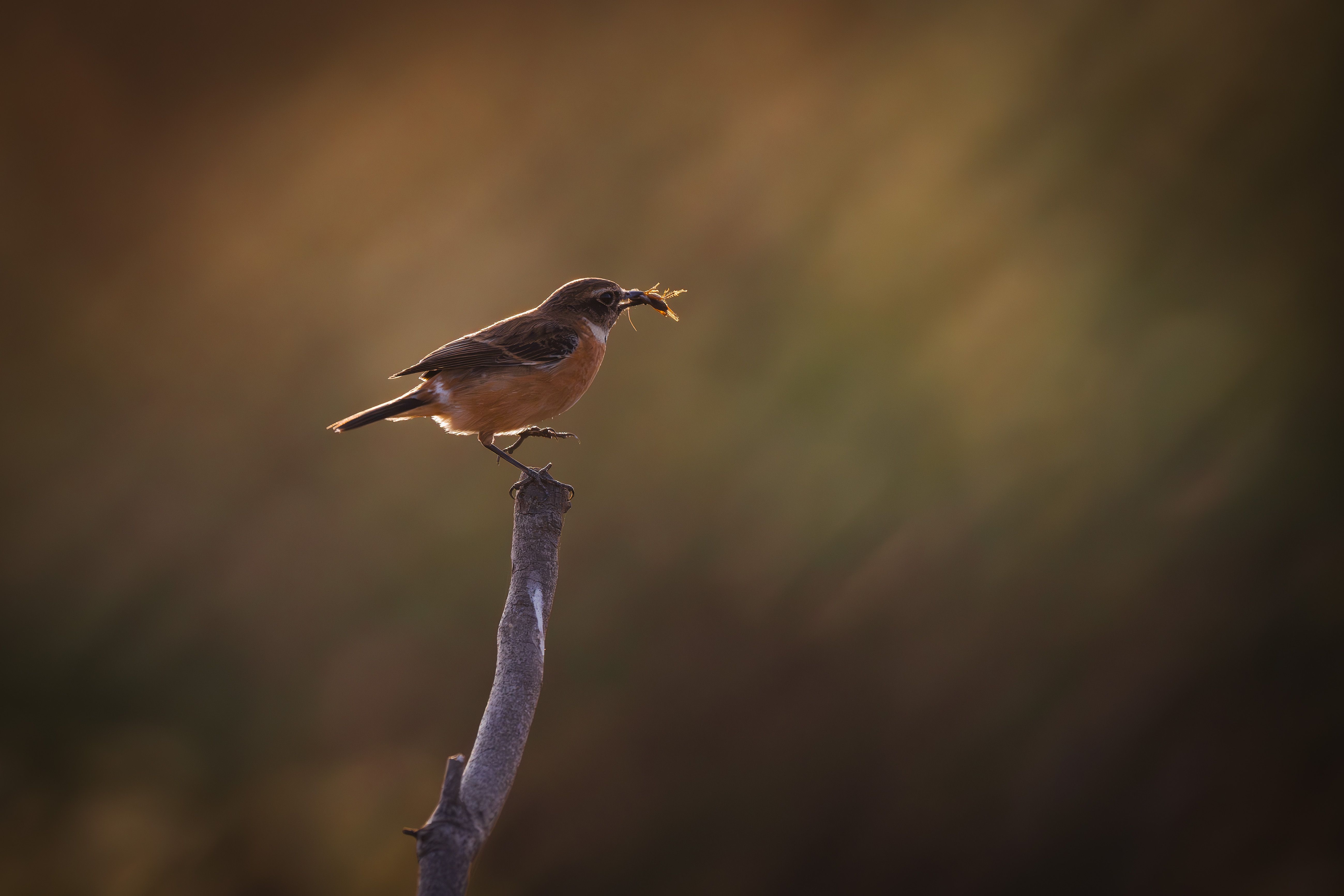 Small Bird Perched on Branch with Insect Prey · Free Stock Photo