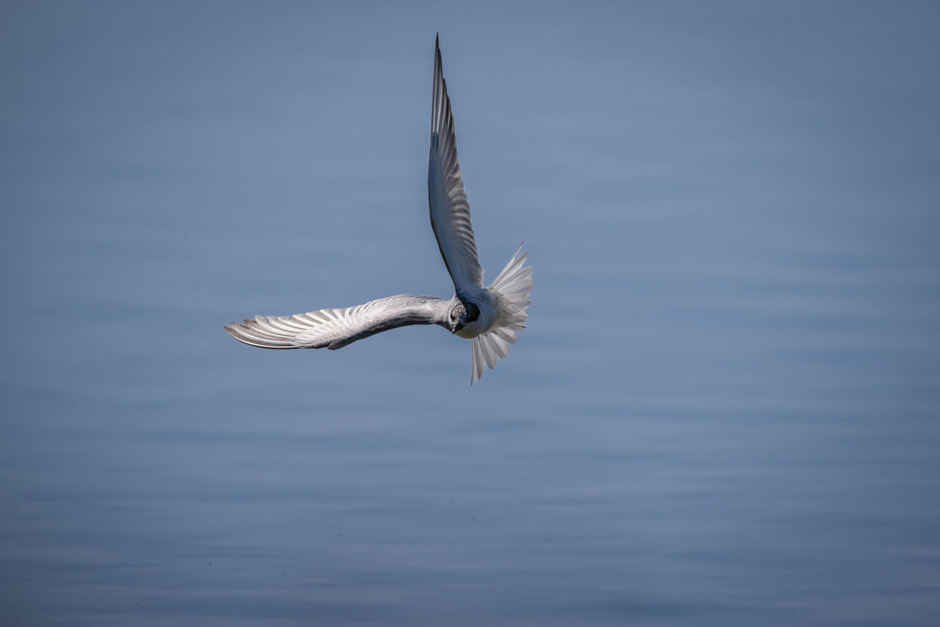 Elegant Seagull Soaring Over Calm Blue Waters · Free Stock Photo