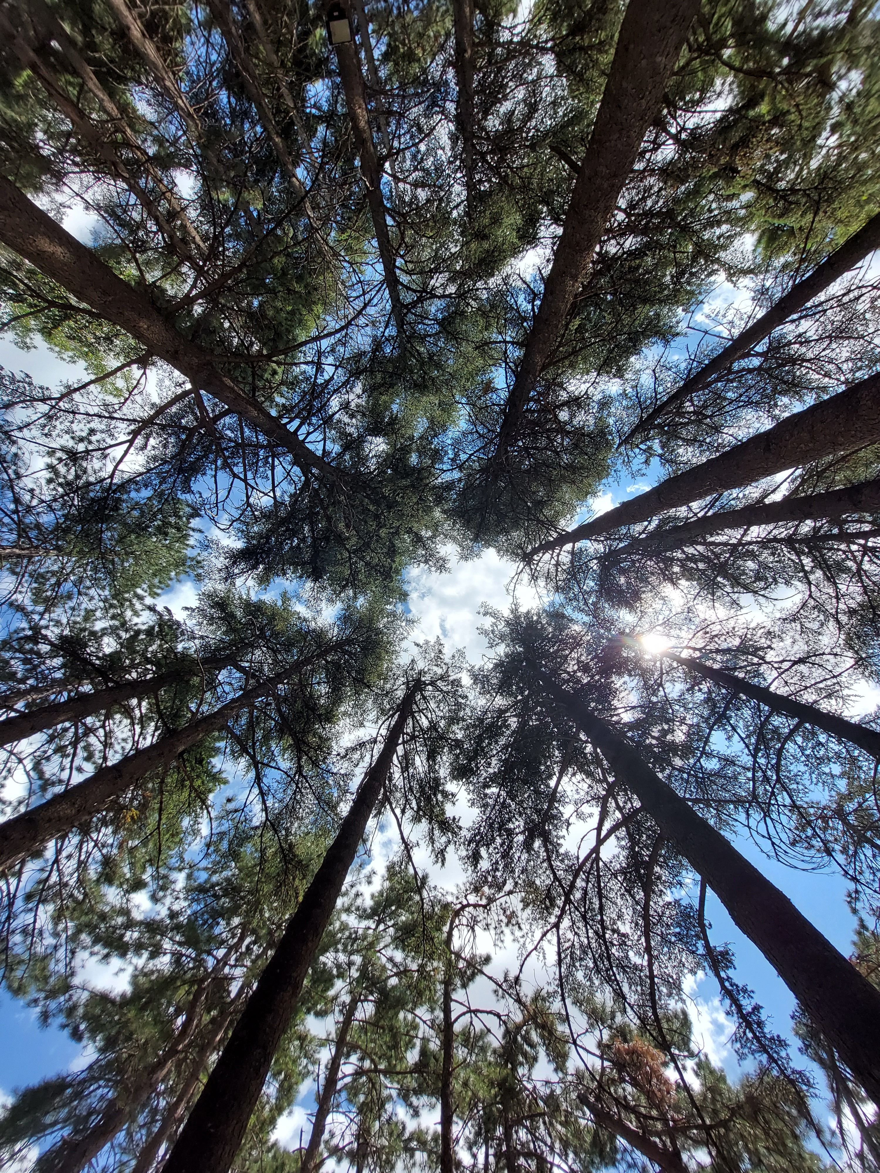 Lush Pine Forest Canopy View in Daylight · Free Stock Photo