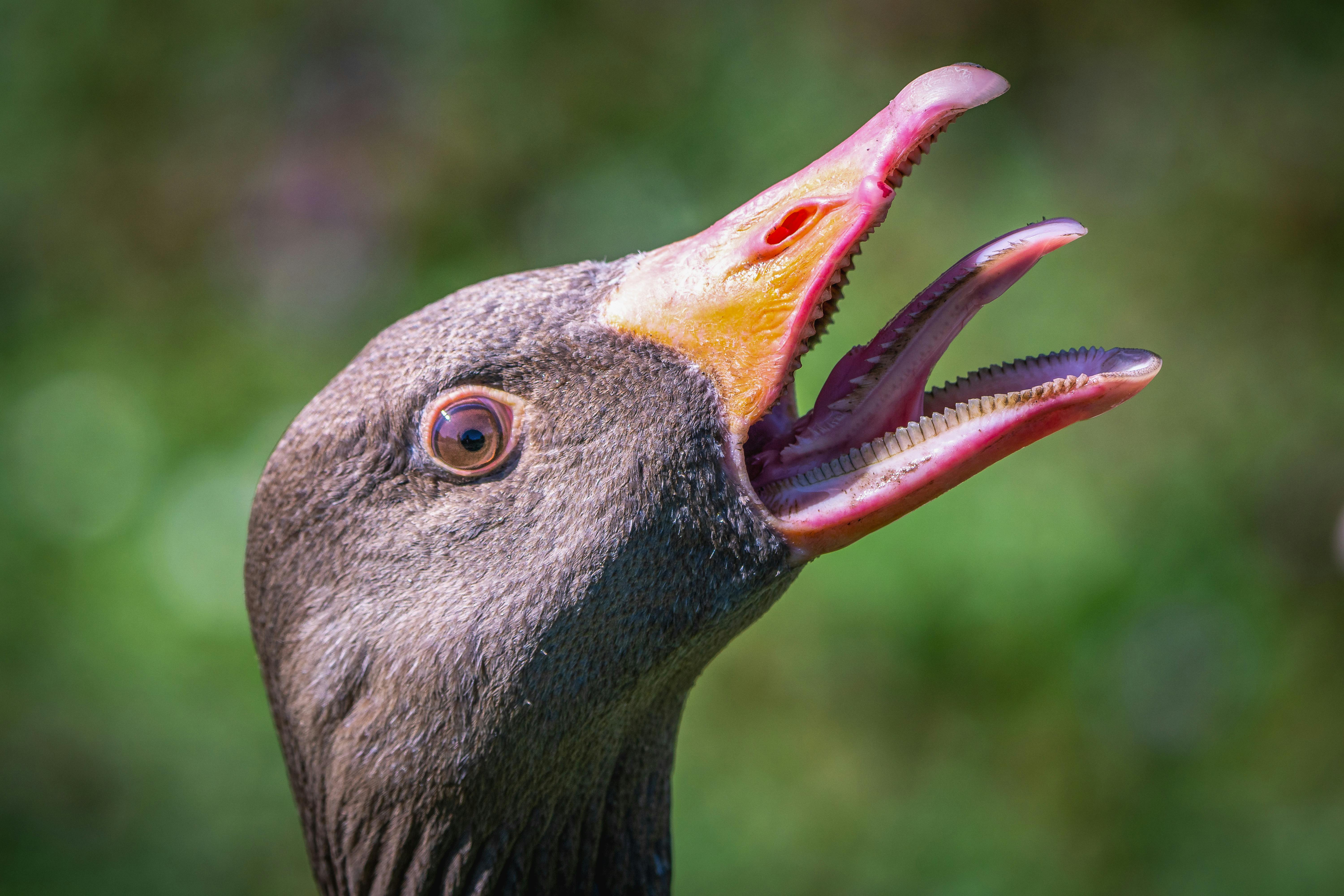 Close-up of a Goose with Open Beak · Free Stock Photo