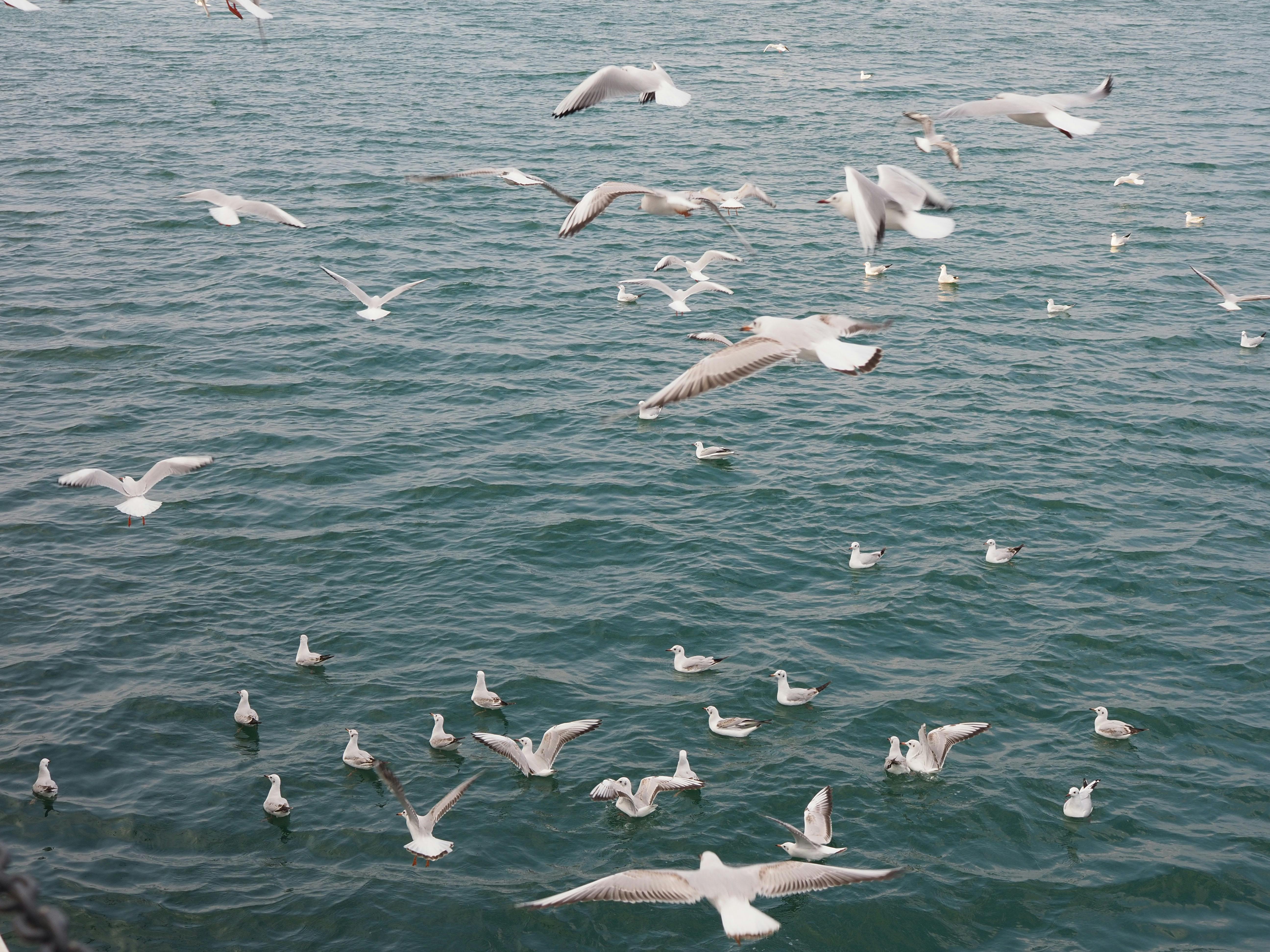 Seagulls Soaring Over the Blue Waters of Doha · Free Stock Photo