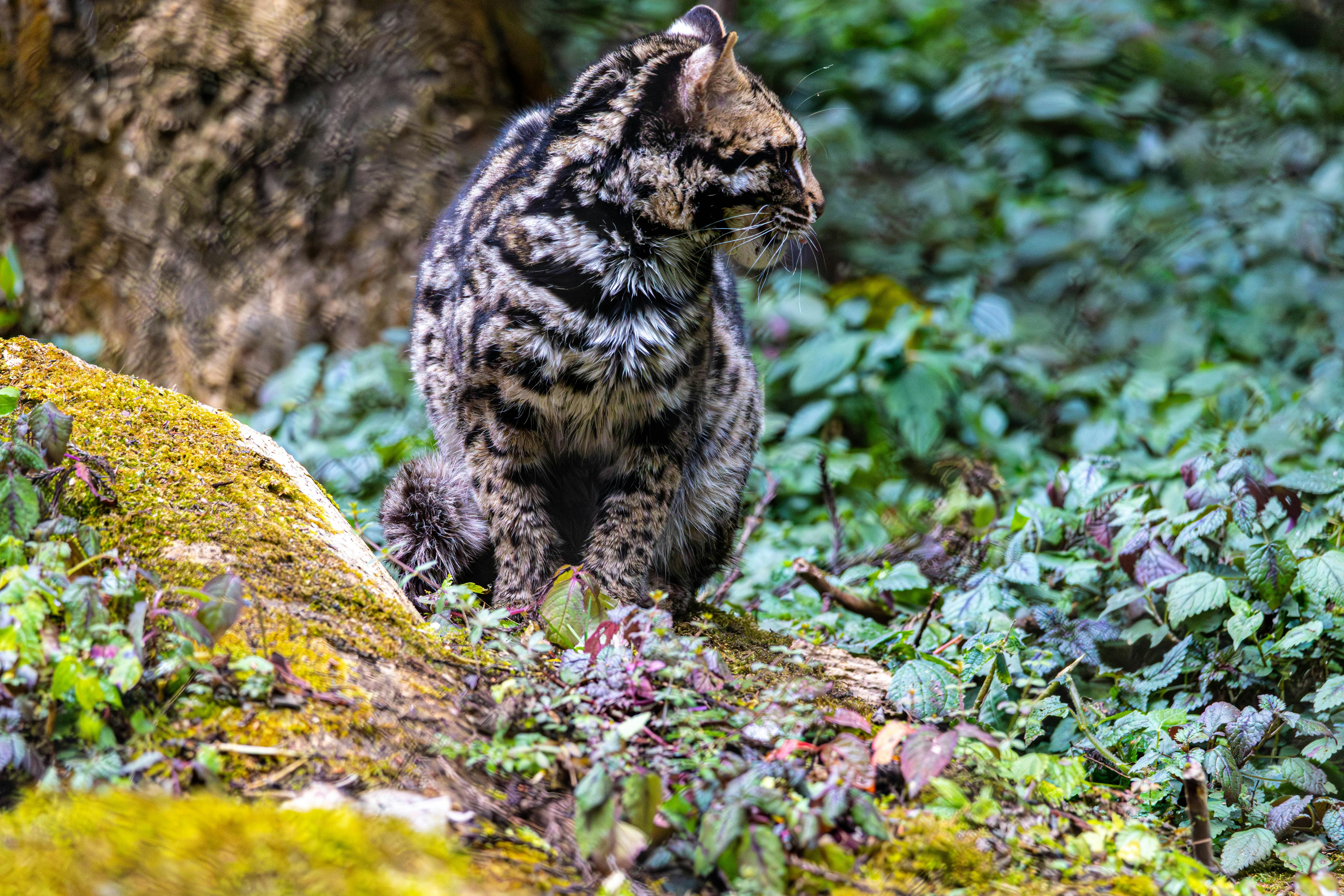 Iriomote Cat in the Greenery of Gangtok · Free Stock Photo