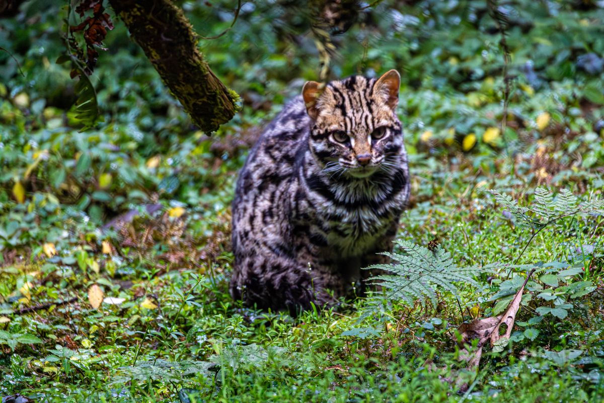 Caring for Rusty Spotted Cats as Pets: A Complete Guide