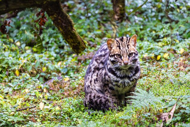 Tsushima Leopard Cat Conservation Efforts on Japan's Islands