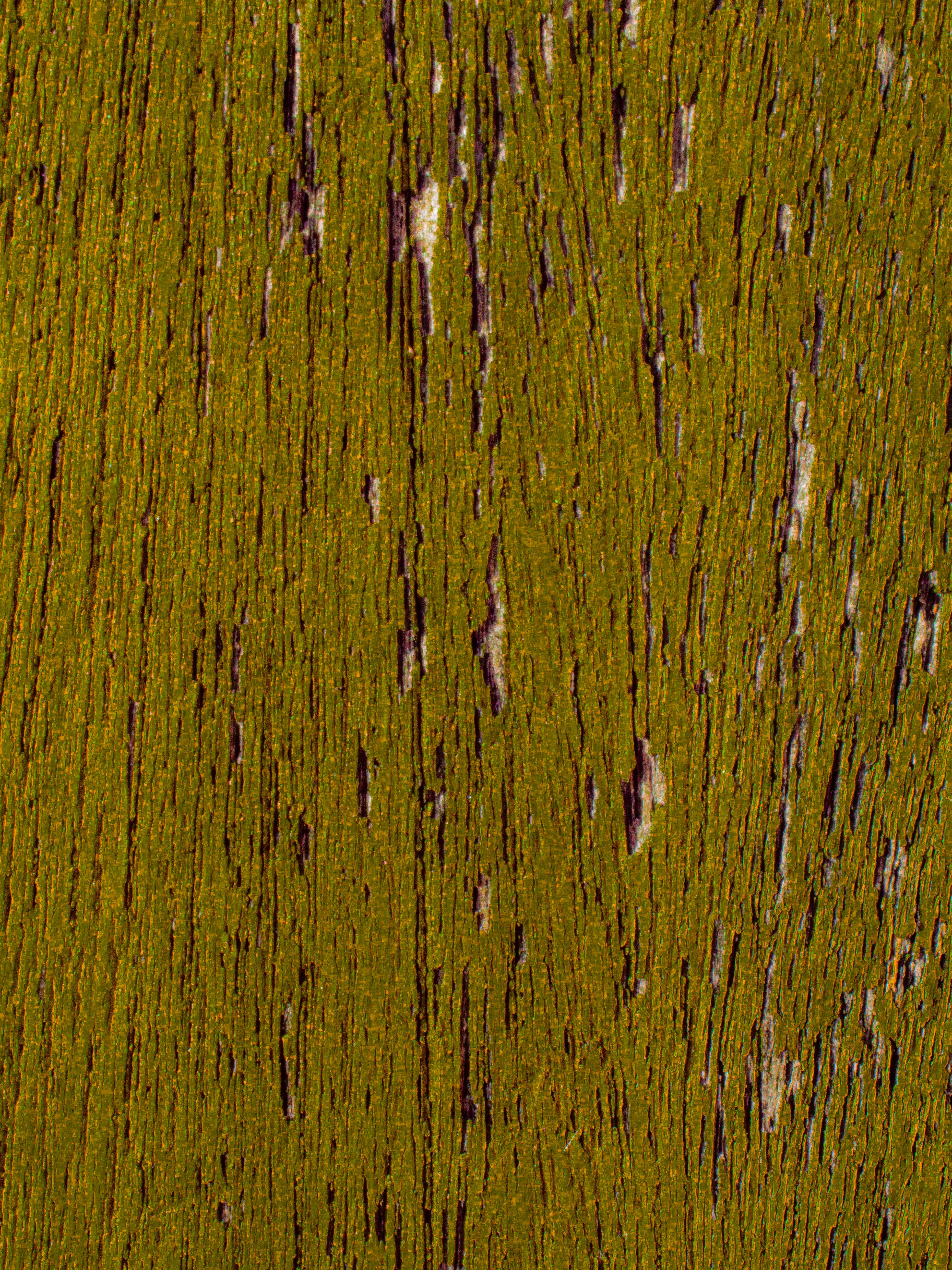 Close-Up of Colorful Tree Bark Texture · Free Stock Photo