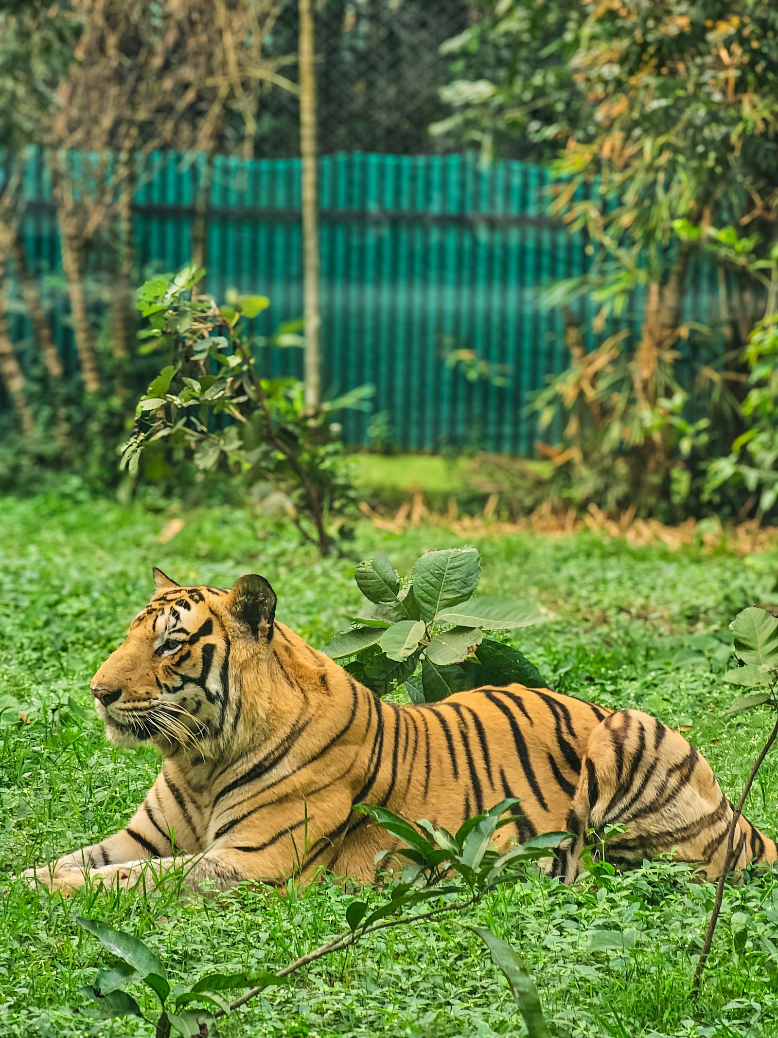 Lion And Tiger Photos, Download The BEST Free Lion And Tiger Stock ...