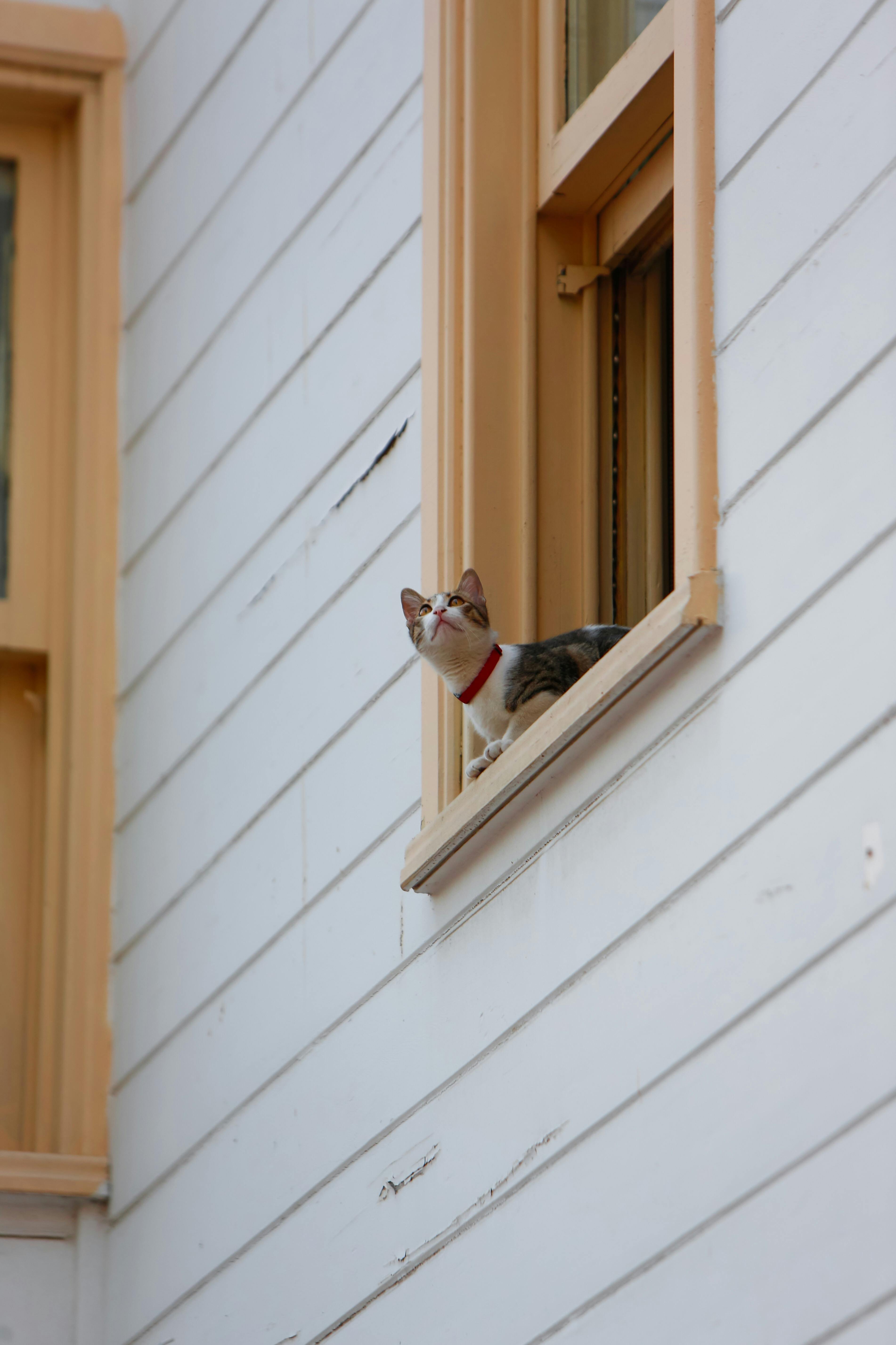 Curious Cat Peeking Out of Istanbul Window · Free Stock Photo