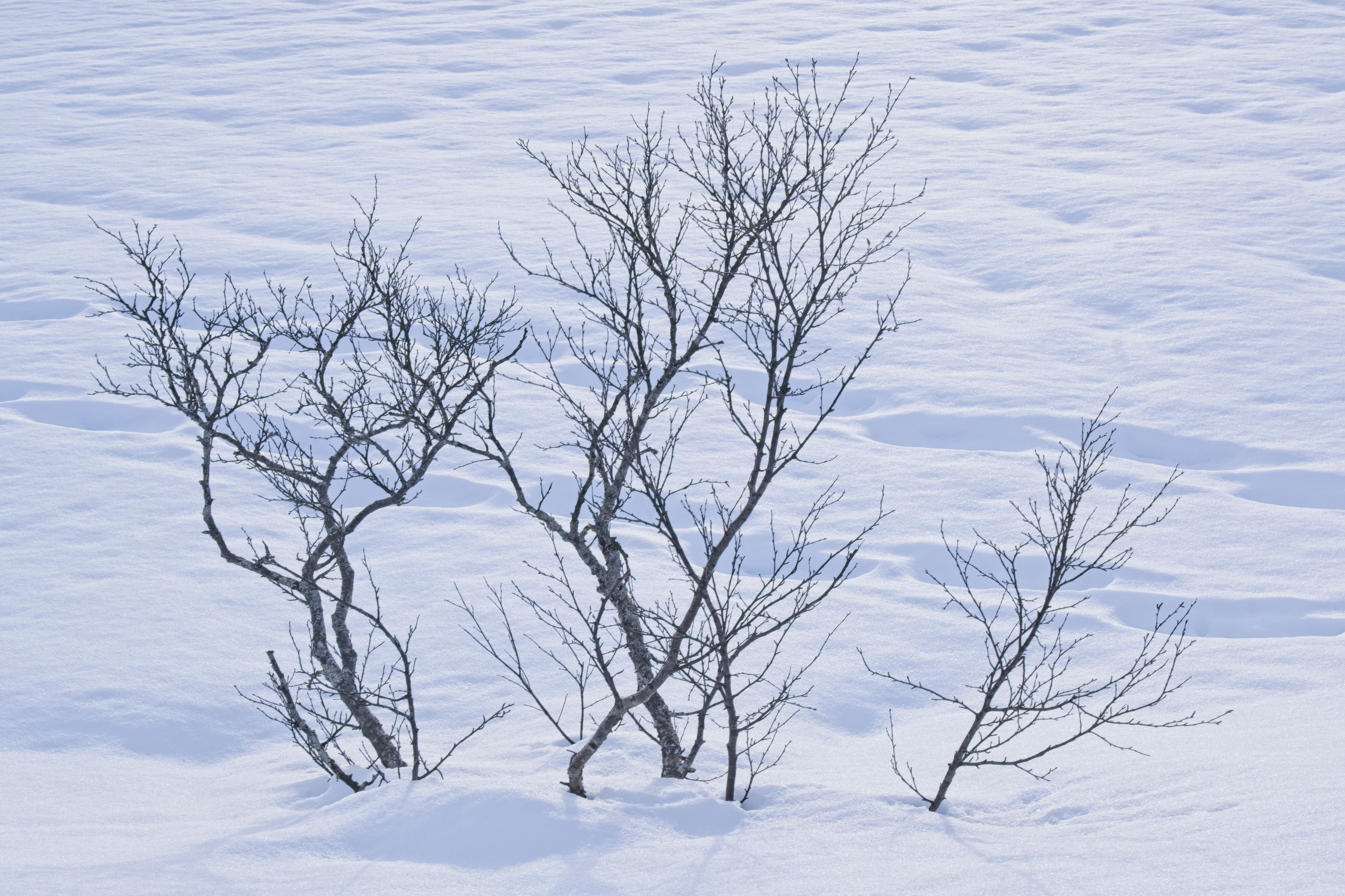 Snowy Trees in Winter Landscape, Svolvær · Free Stock Photo