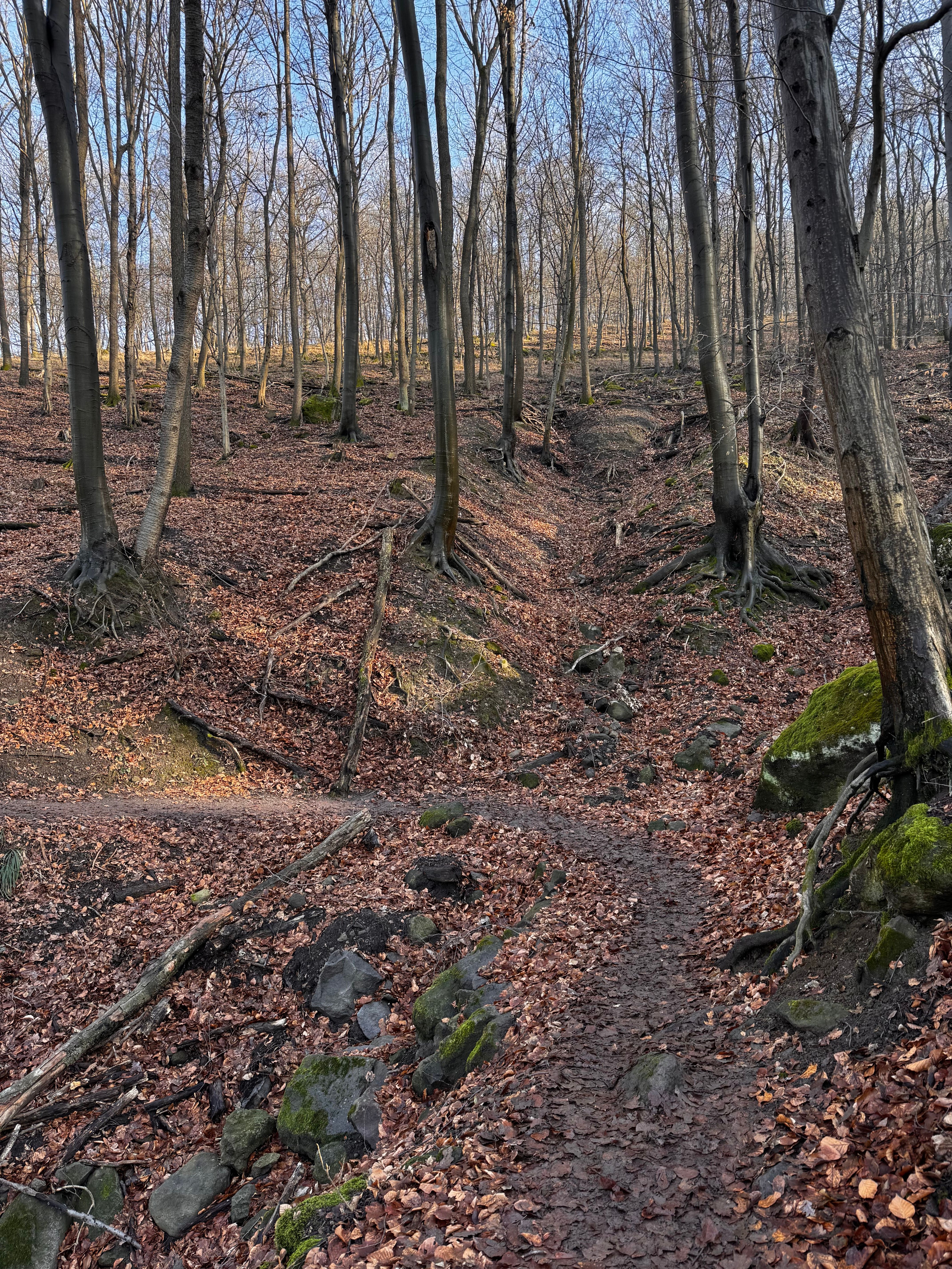 Peaceful Autumn Forest Path in Hungary · Free Stock Photo