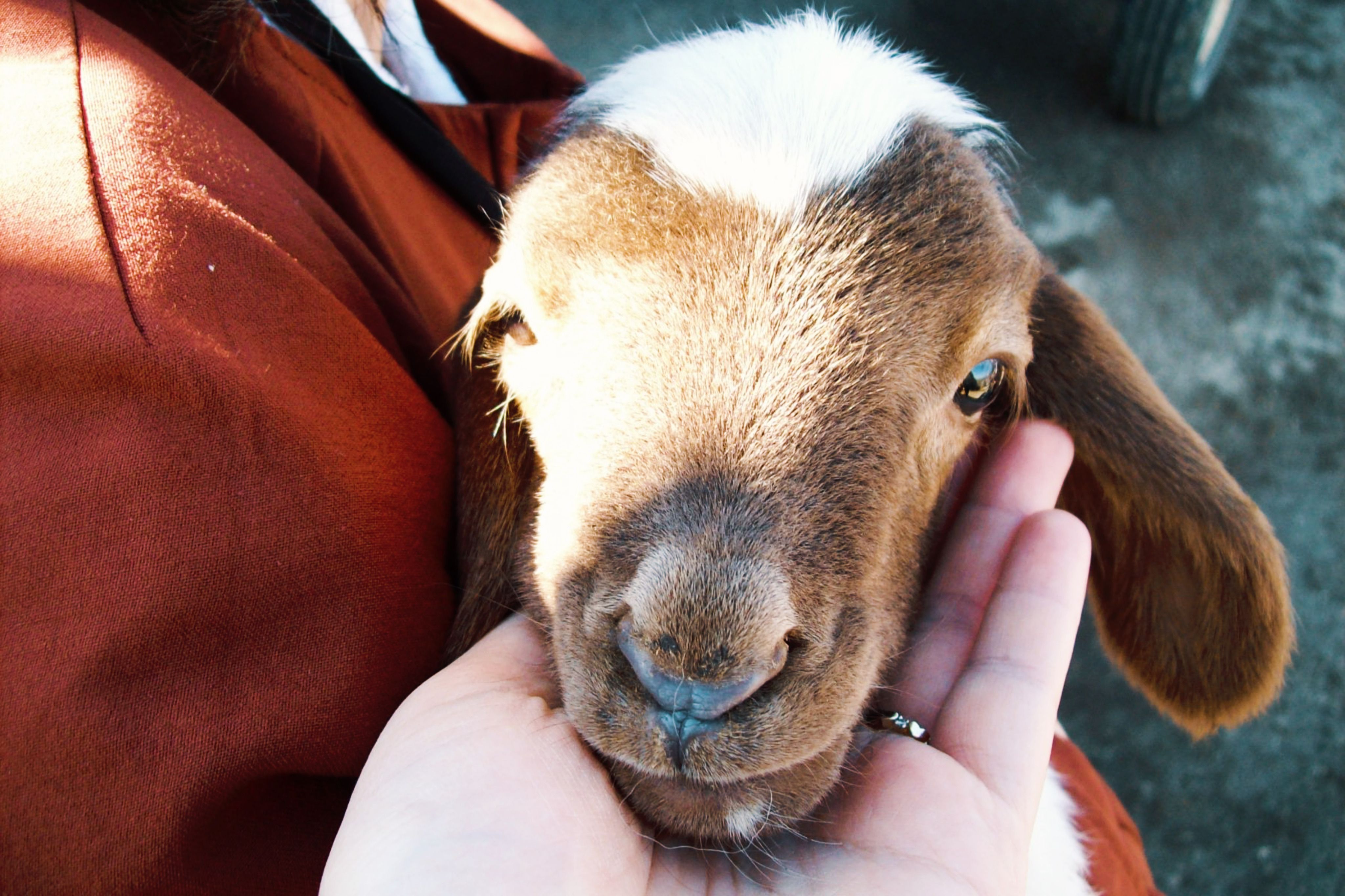 Adorable Goat Kid Gently Held by Hand · Free Stock Photo