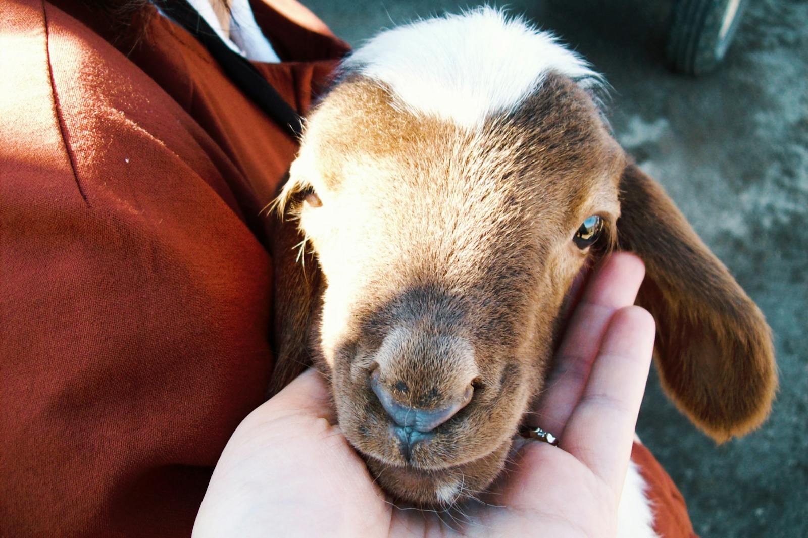 Goat Face Photos, Download The BEST Free Goat Face Stock Photos & HD Images