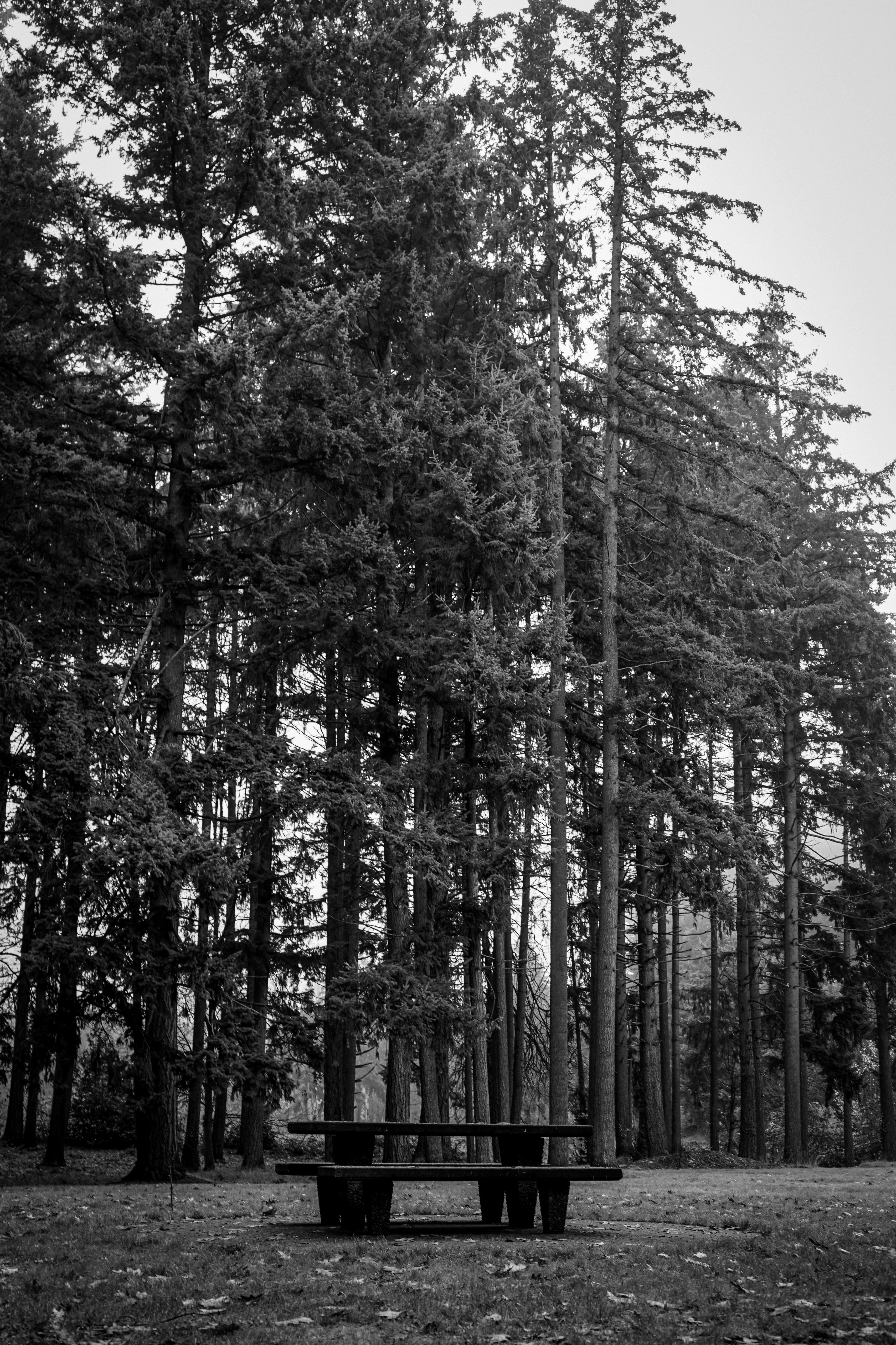 Serene Black and White Forest Scene with Bench · Free Stock Photo