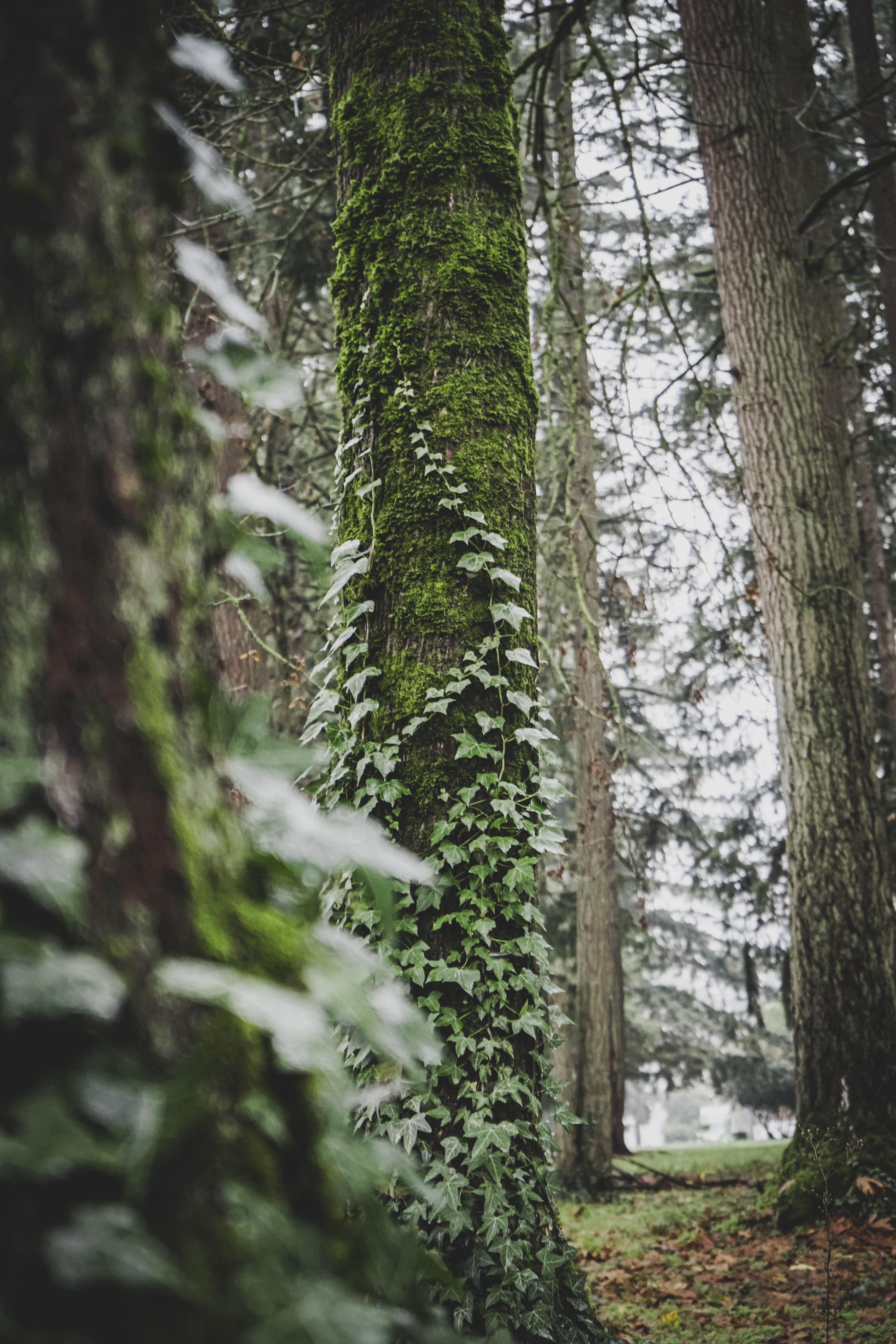 Moss-Covered Tree with Ivy in Forest · Free Stock Photo